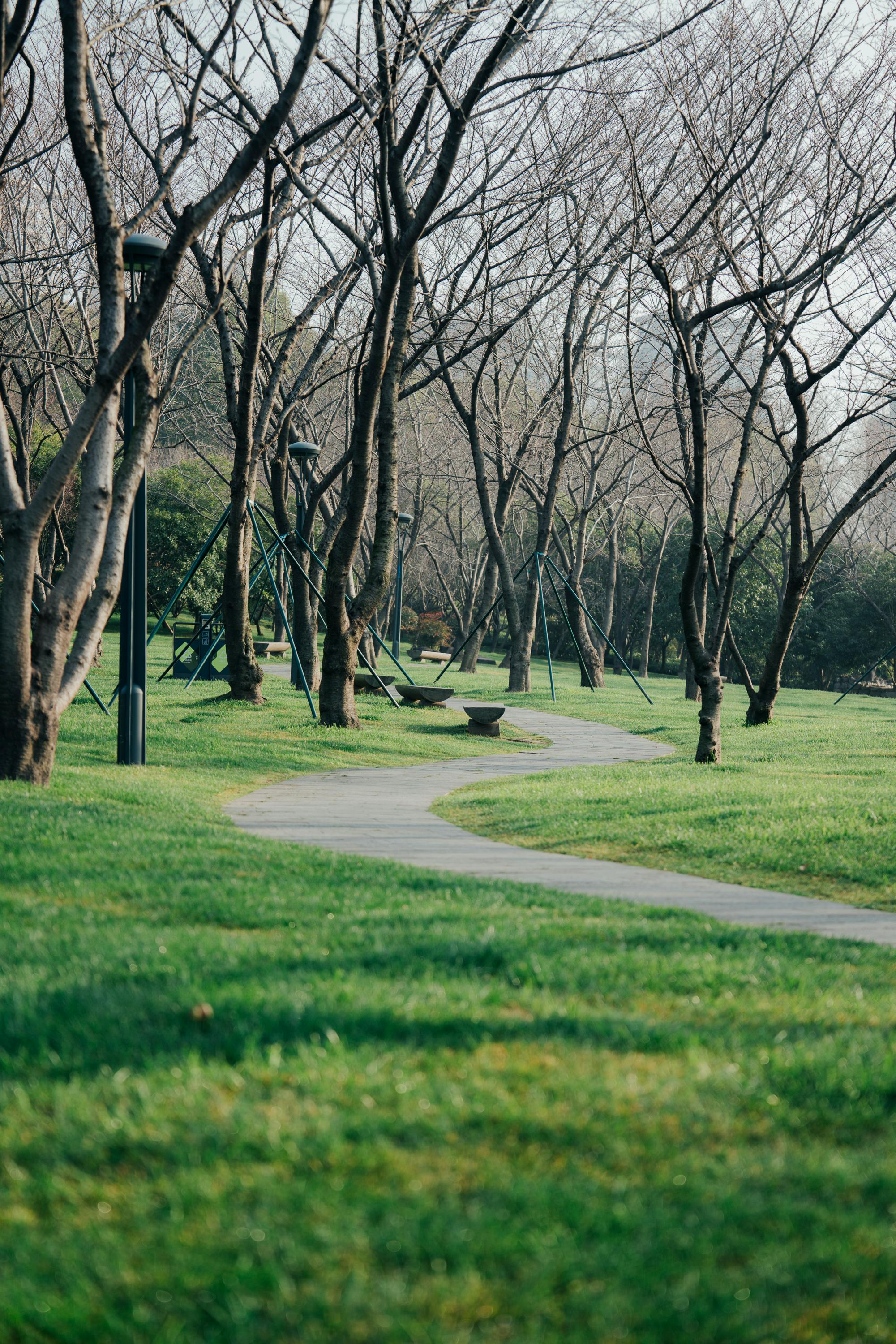 Serene Pathway Through Leafless Park Trees · Free Stock Photo