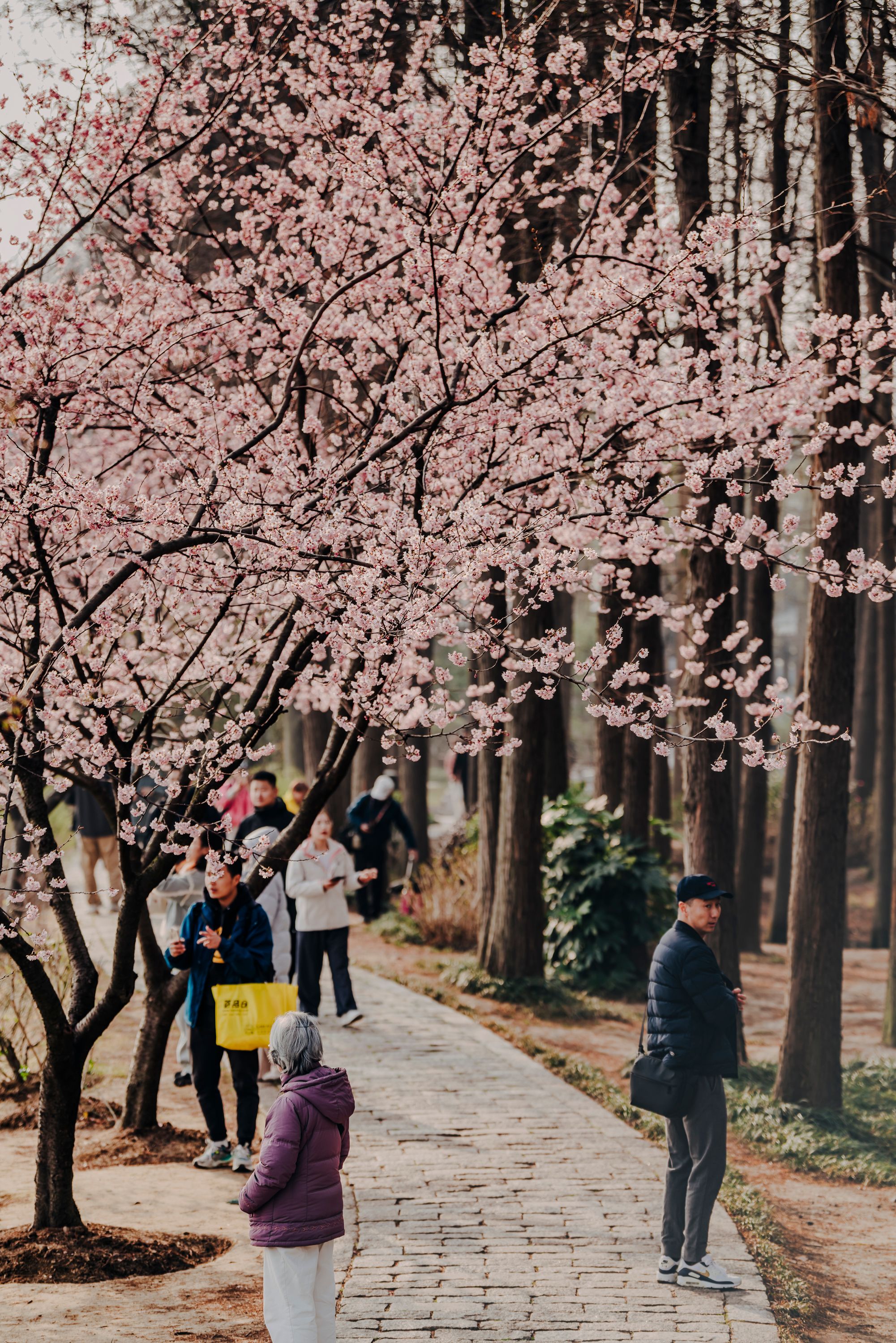 Paseo Por El Parque De Los Cerezos En Flor En Primavera · Foto de stock ...