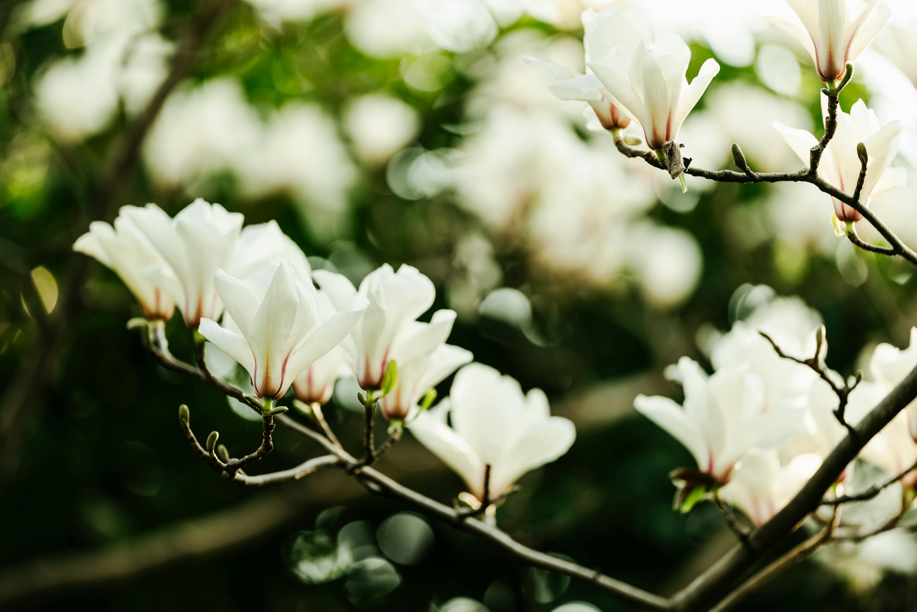 Magnolia Scale Insects: Causes, Signs, and Easy Control Tips