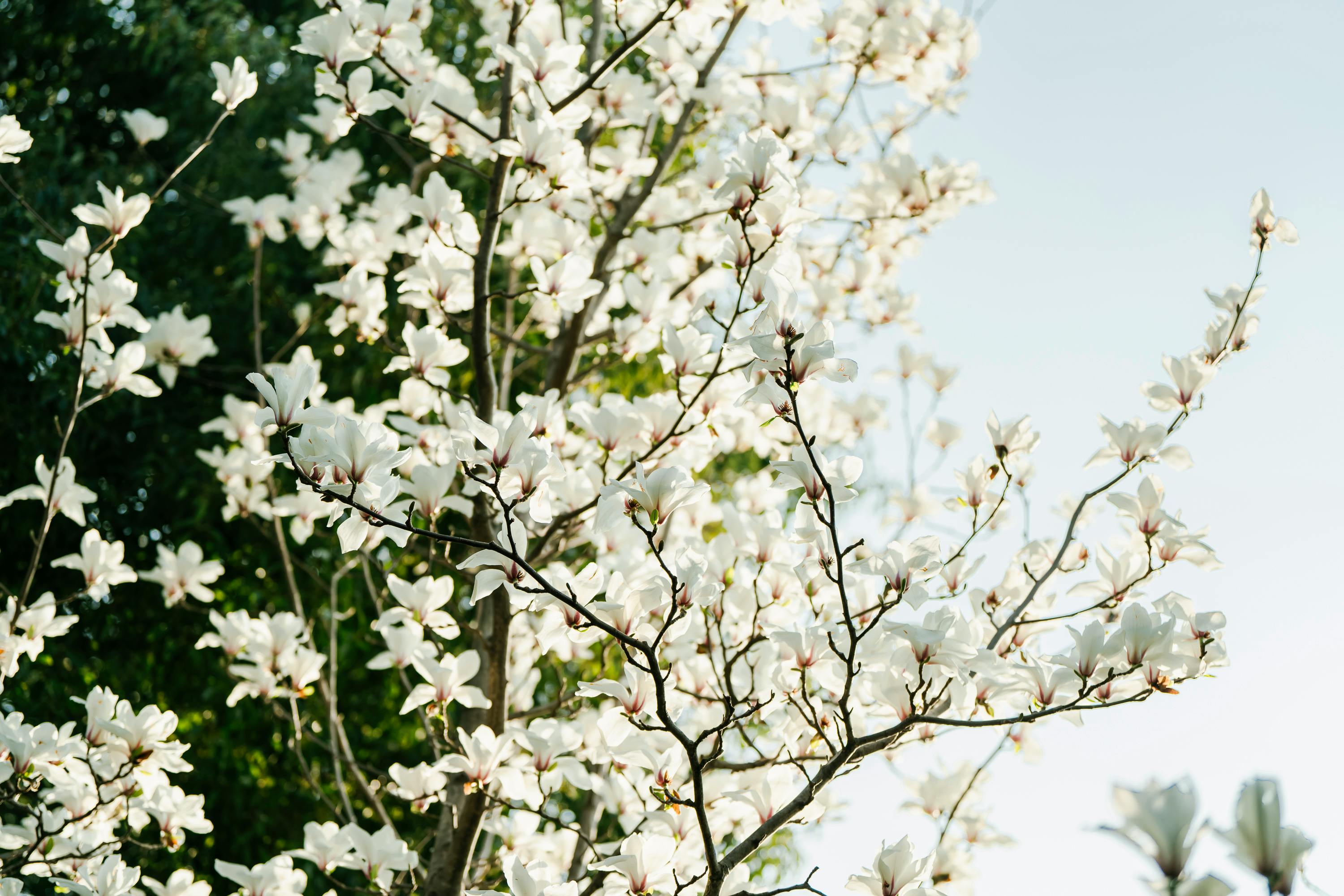 Beautiful Spring Bloom of Magnolia Flowers · Free Stock Photo