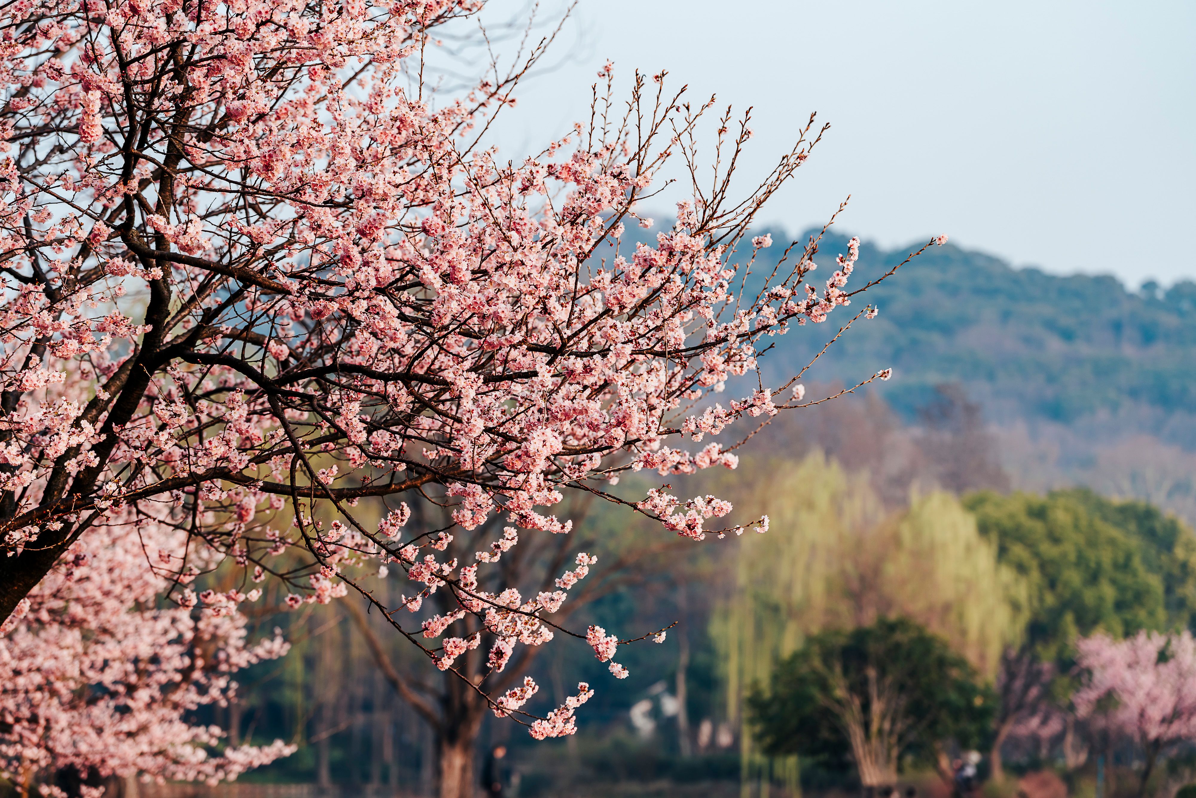 Beautiful Cherry Blossoms in Bloom During Spring · Free Stock Photo