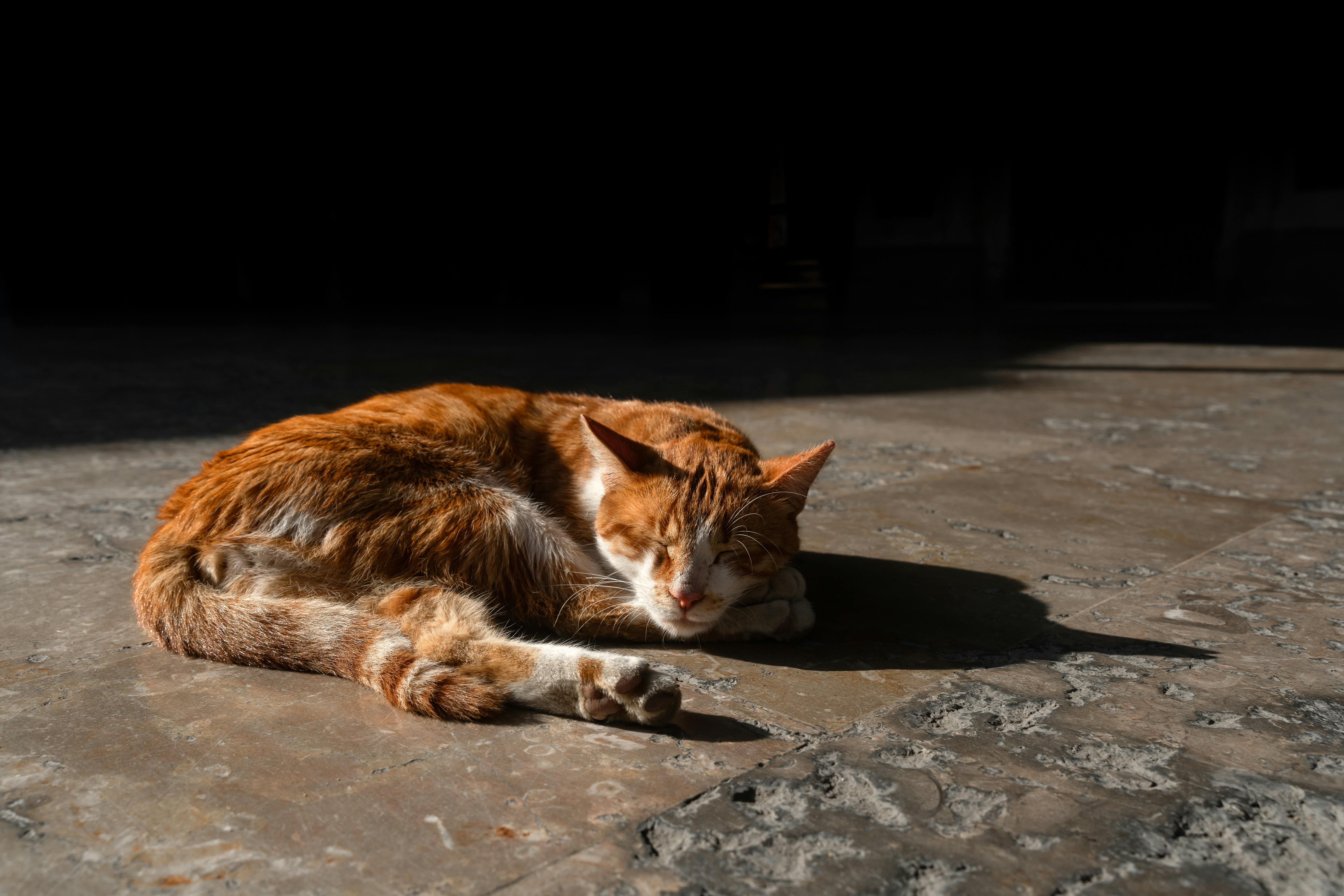 Sleeping Ginger Cat in Sunlight on Stone Floor · Free Stock Photo