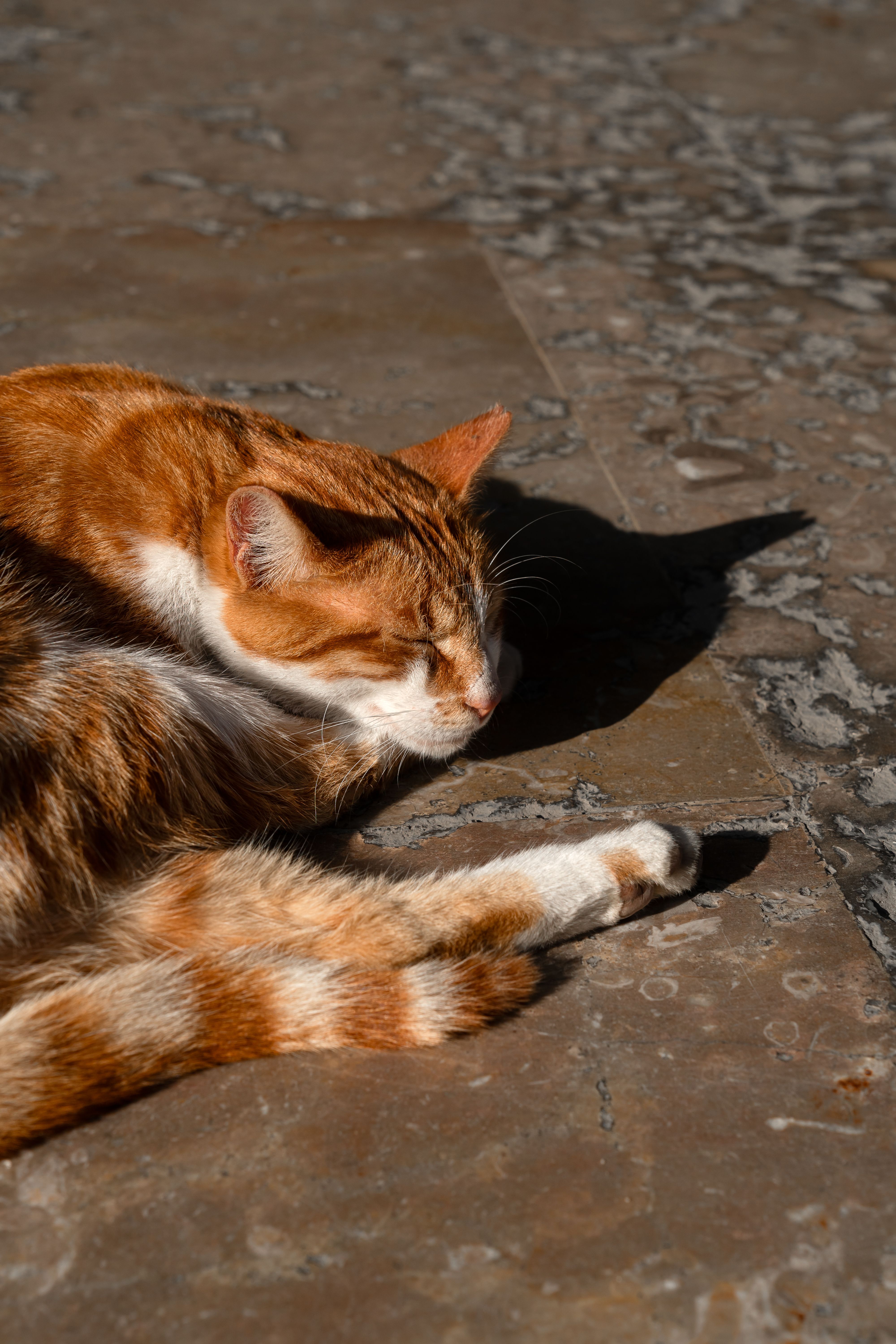 Lazy Brain Photos, Download The BEST Free Lazy Brain Stock Photos & HD ...