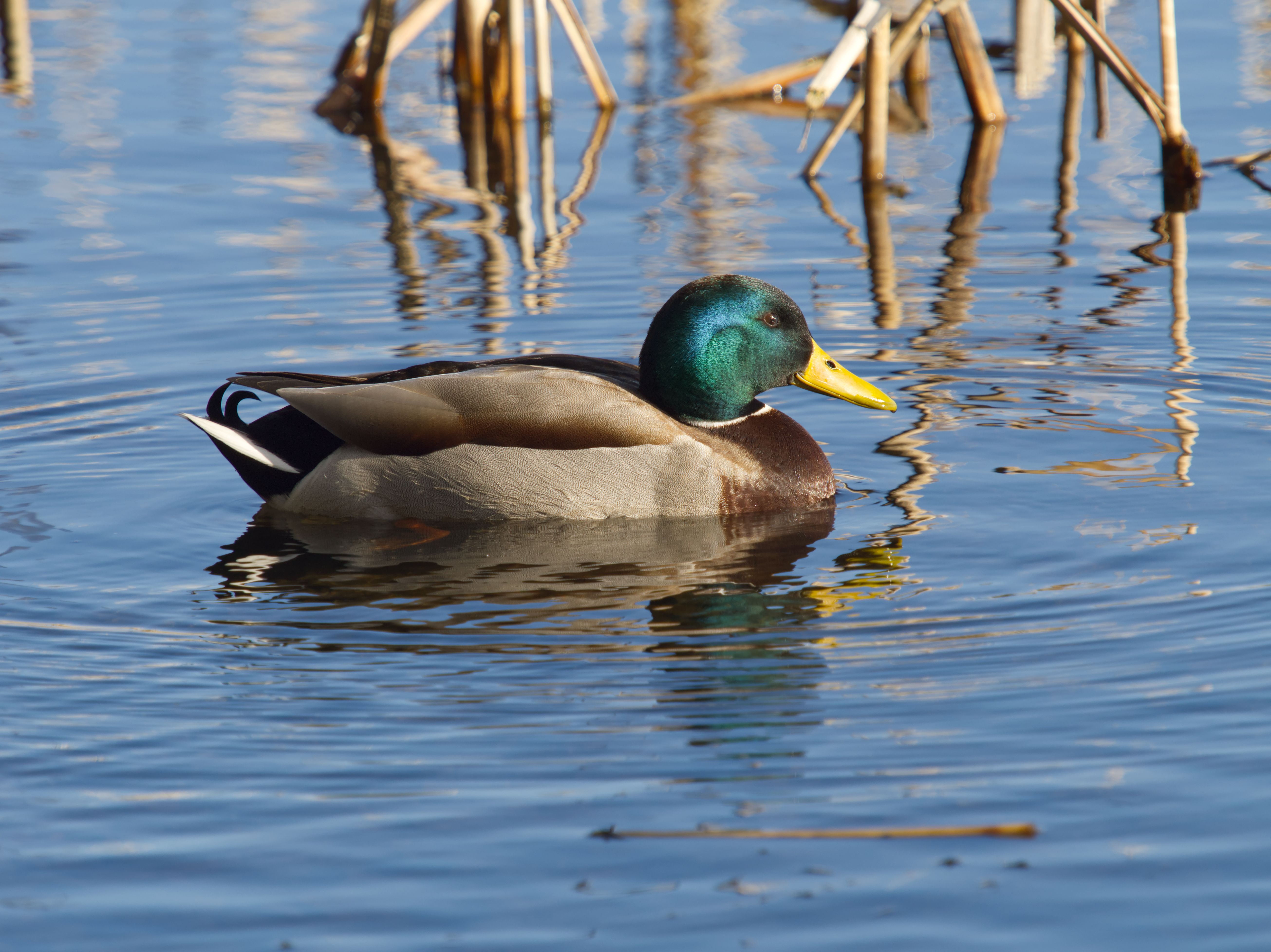 Green and Gray Mallard Duck · Free Stock Photo
