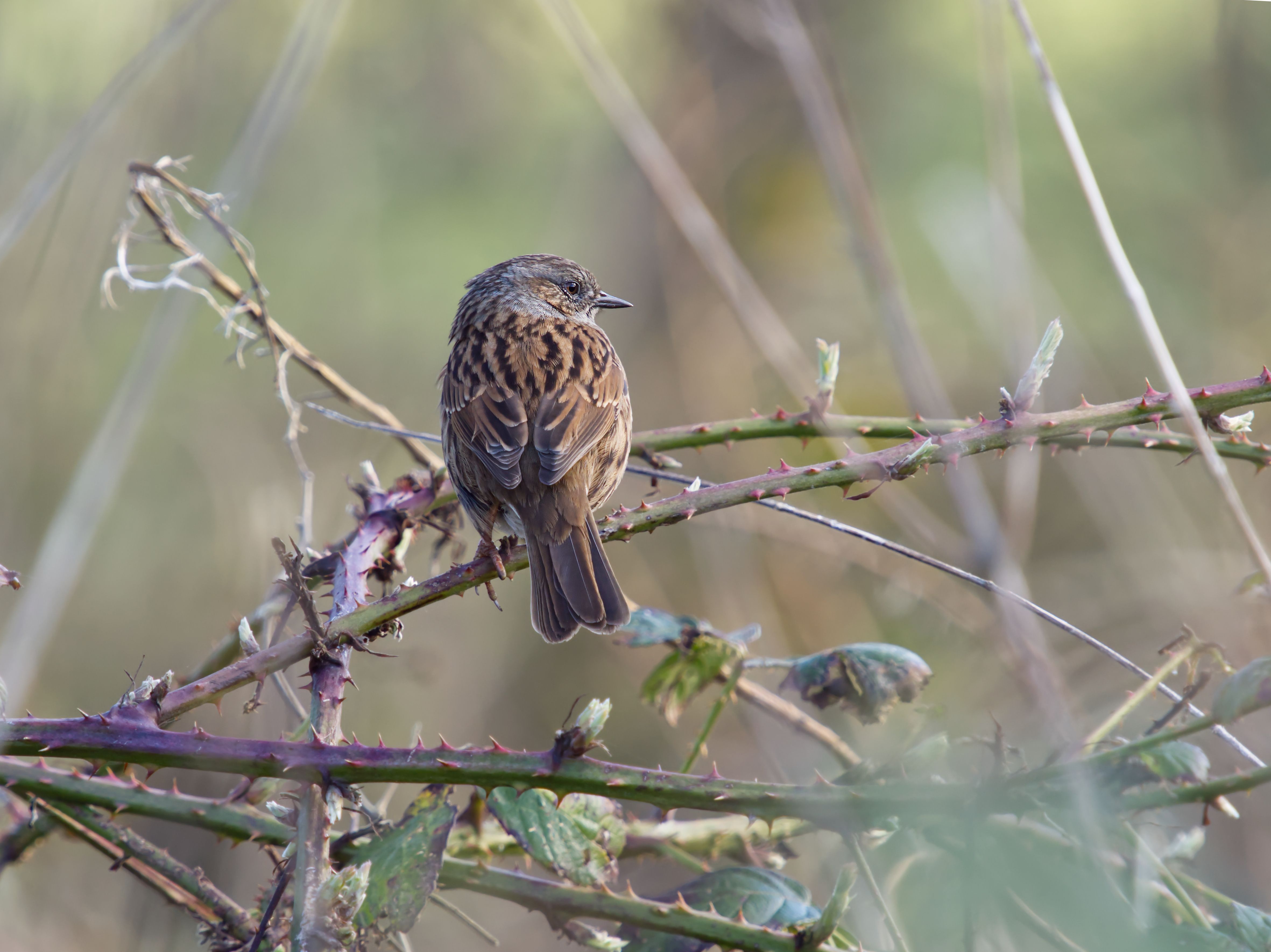 Dunnock Perched on Bramble in Northern Ireland · Free Stock Photo
