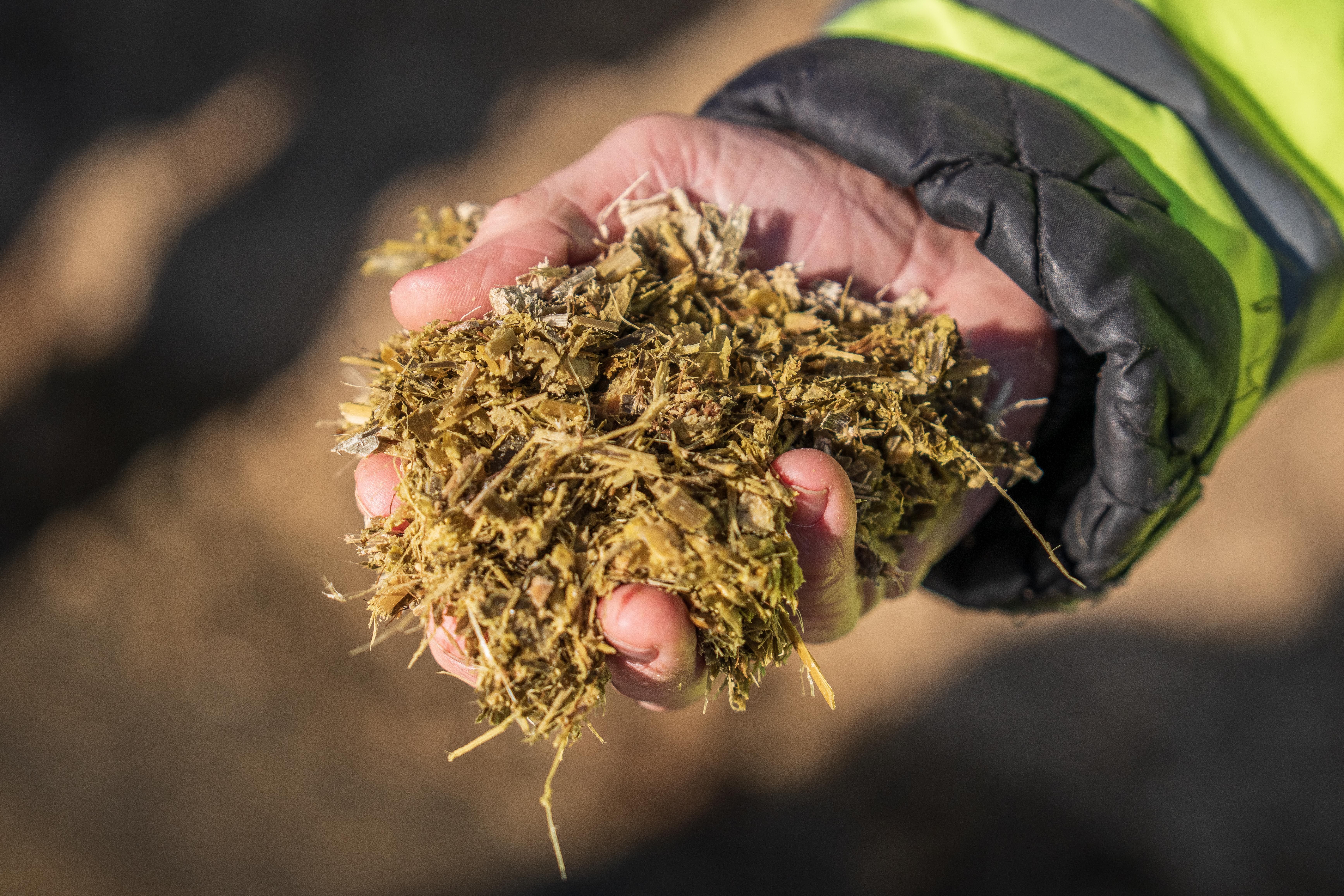 Close-up of Hand Holding Organic Silage · Free Stock Photo