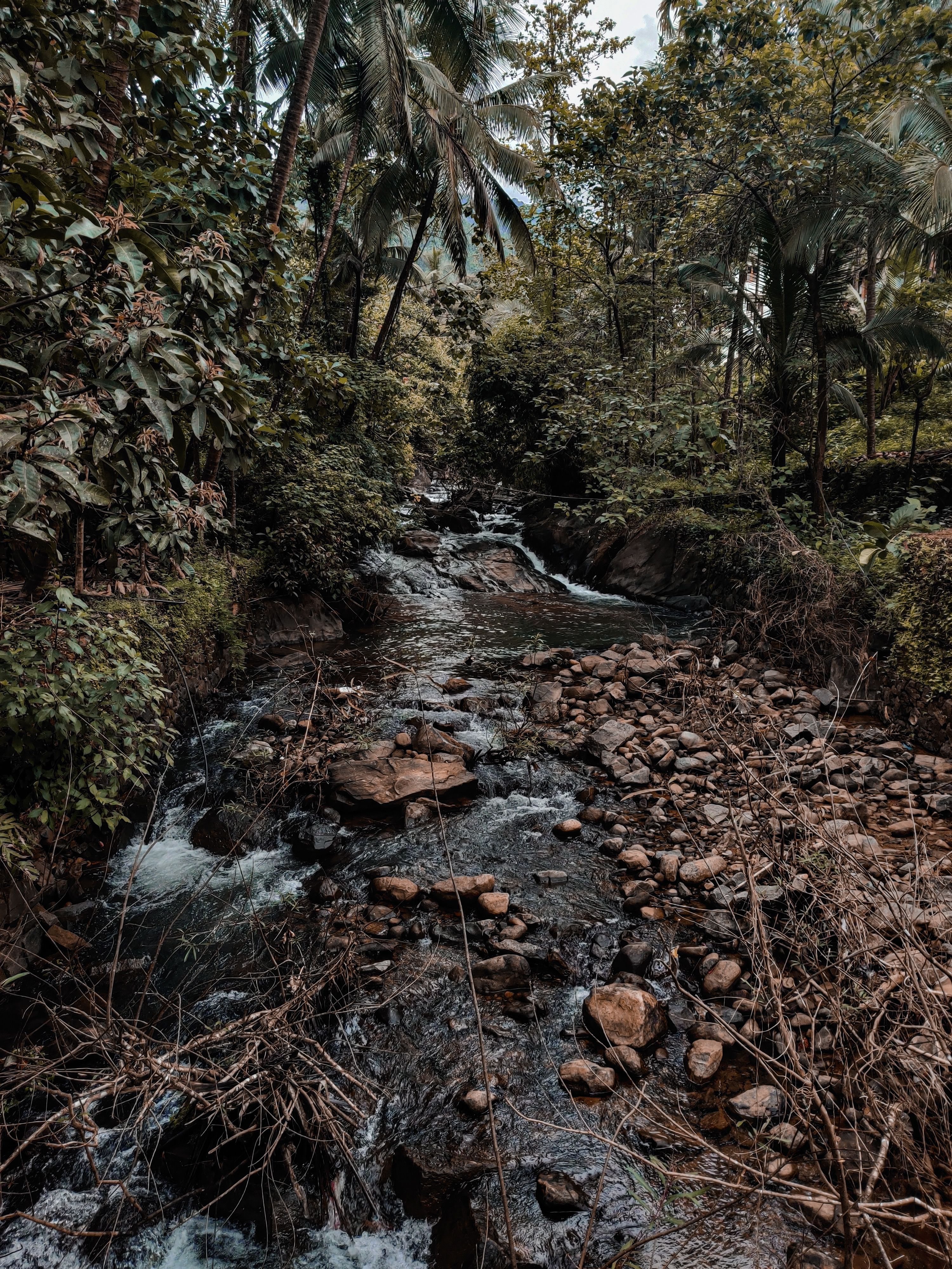 1,000+ Best Brook Photos · 100% Free Download · Pexels Stock Photos