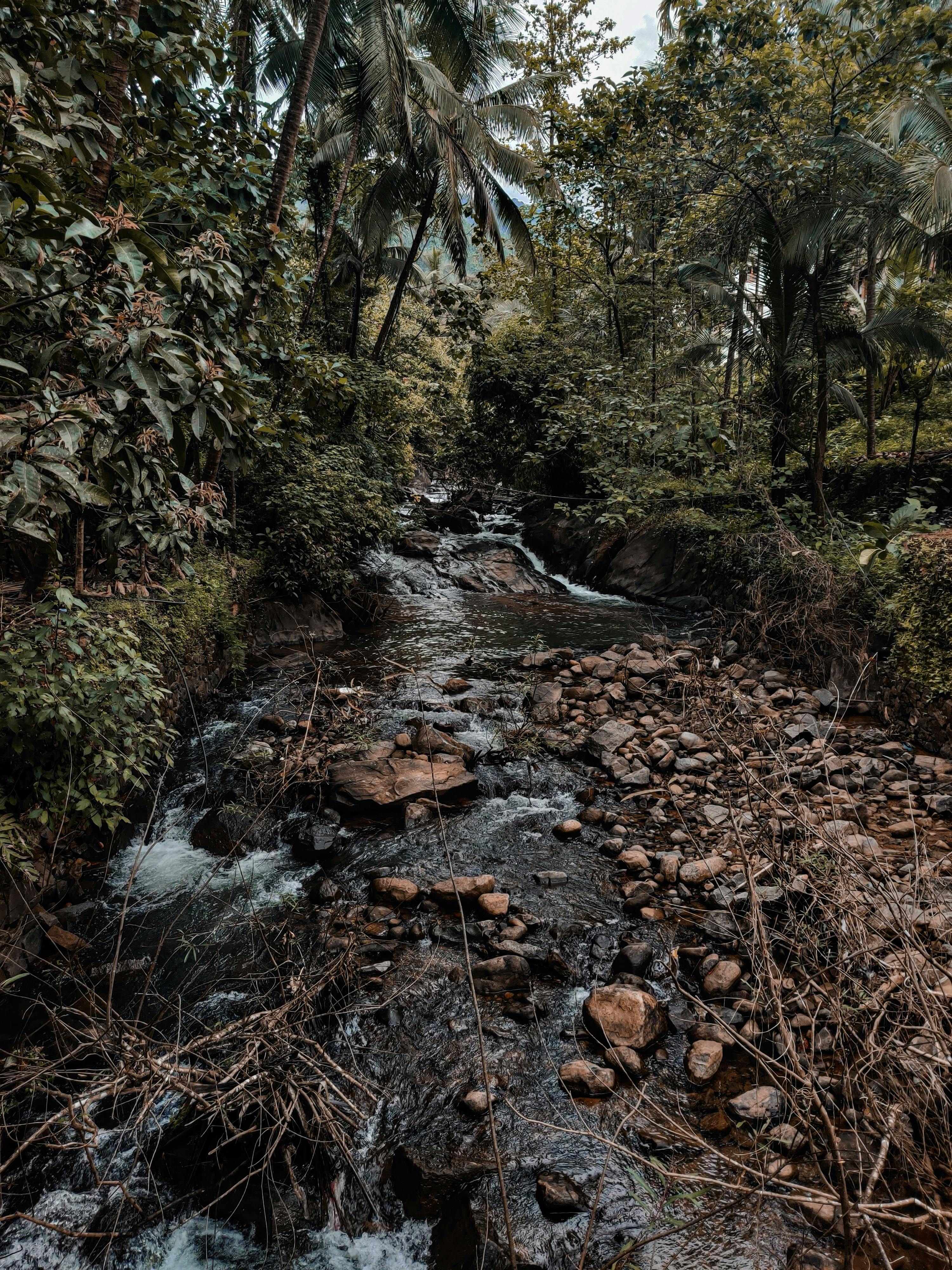 Creek in the Forest · Free Stock Photo