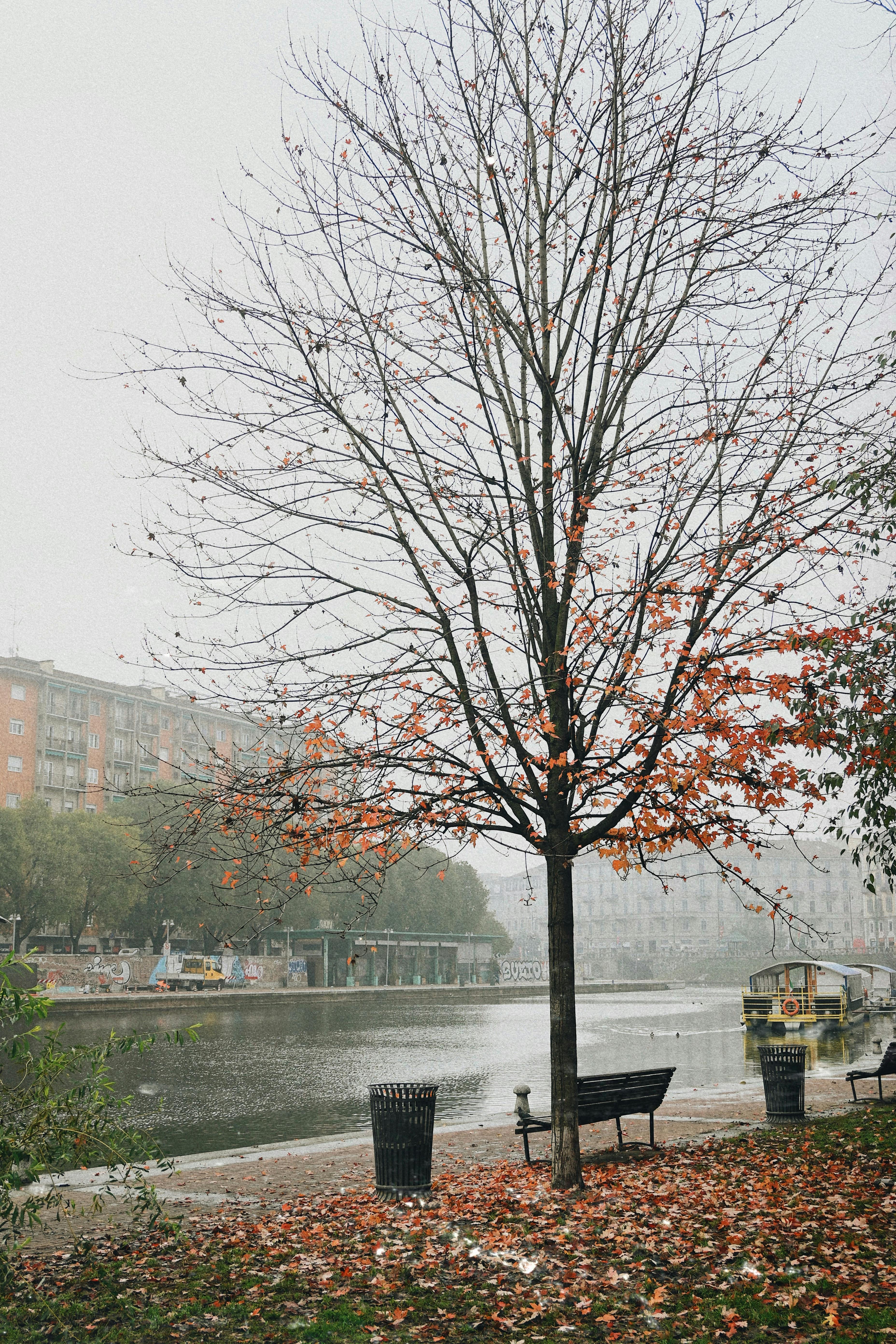 Foggy Autumn Scene by a Riverside Tree · Free Stock Photo