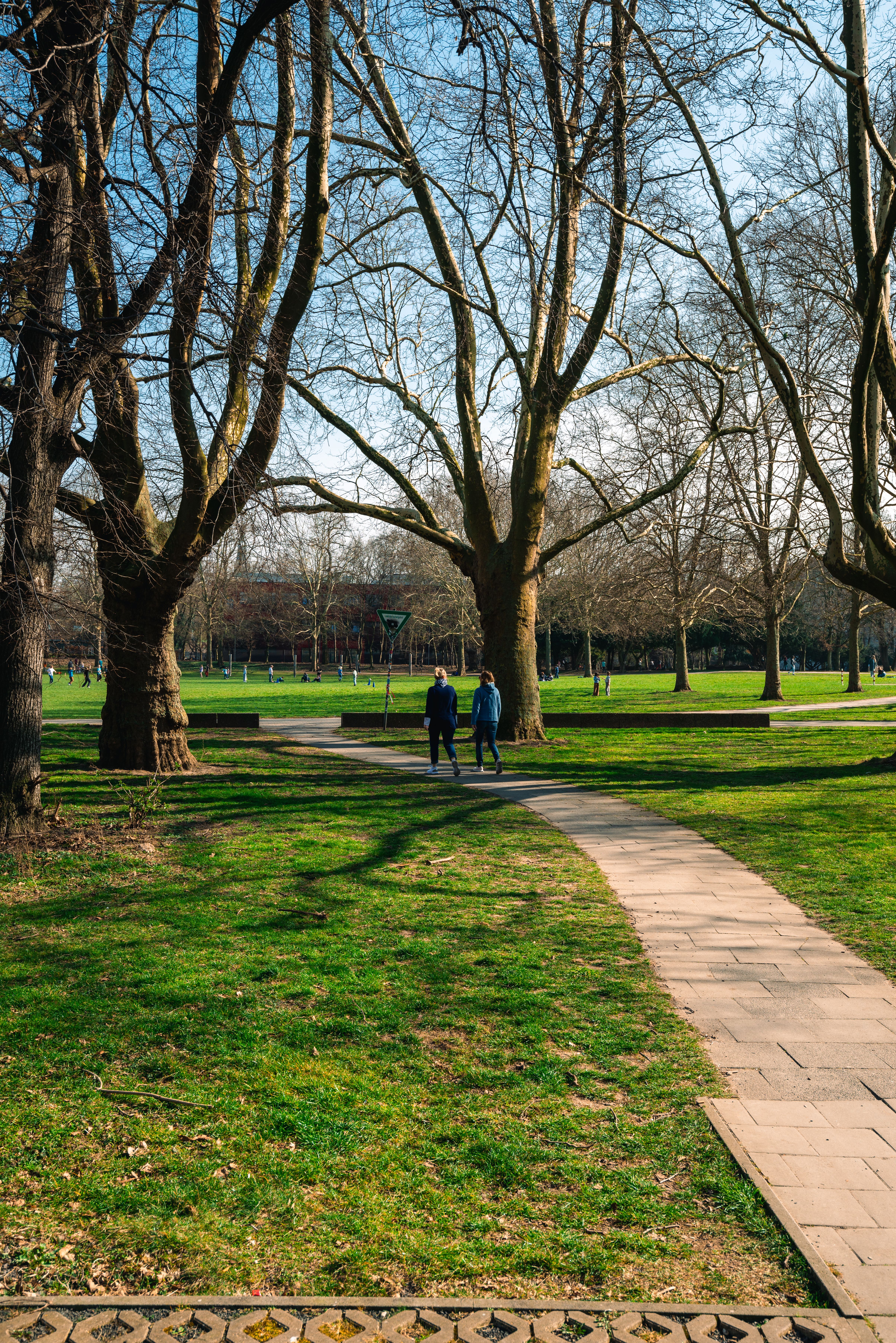 Peaceful Walk in a Sunny Park with Trees · Free Stock Photo