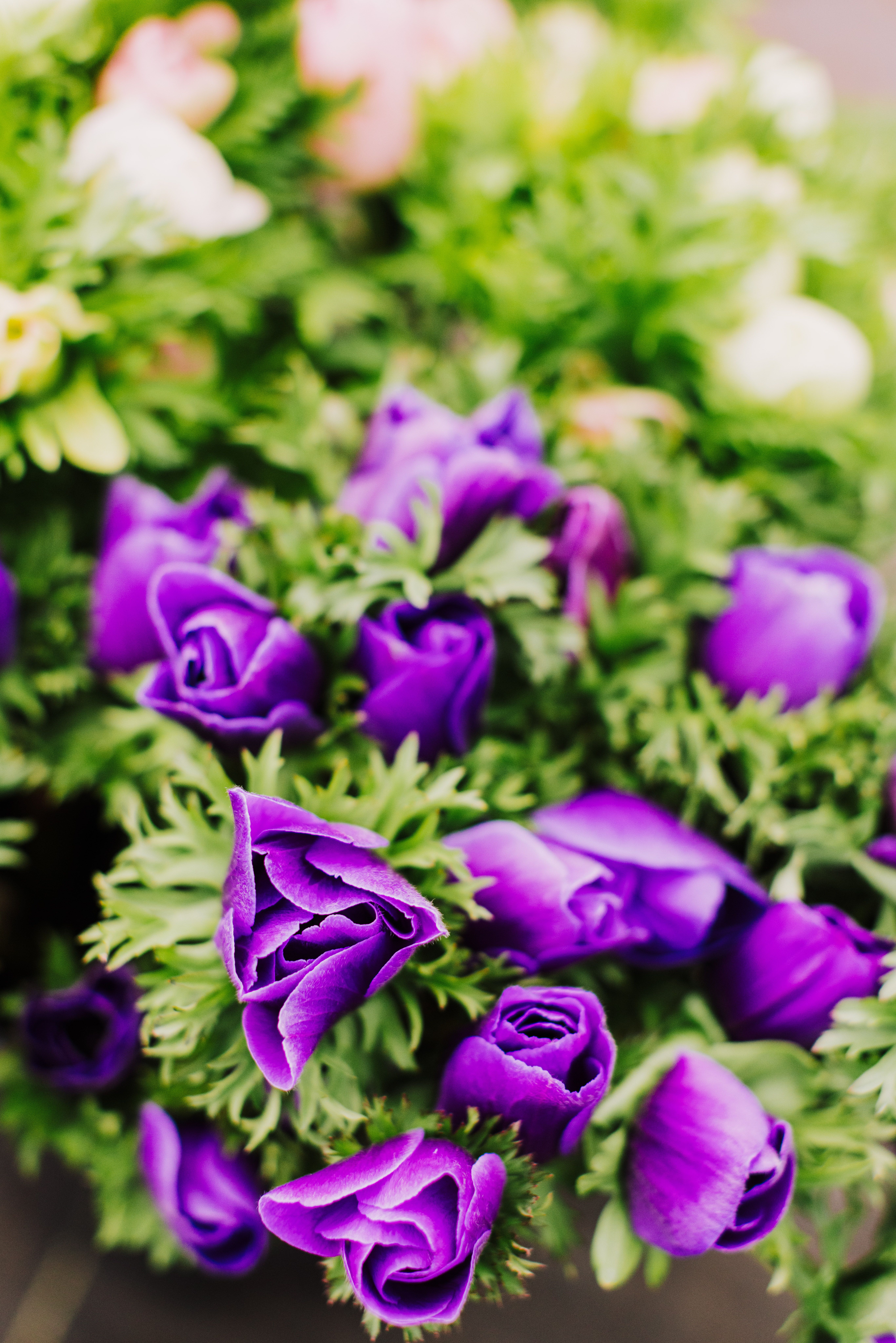 Vibrant Purple Anemones in Bloom · Free Stock Photo