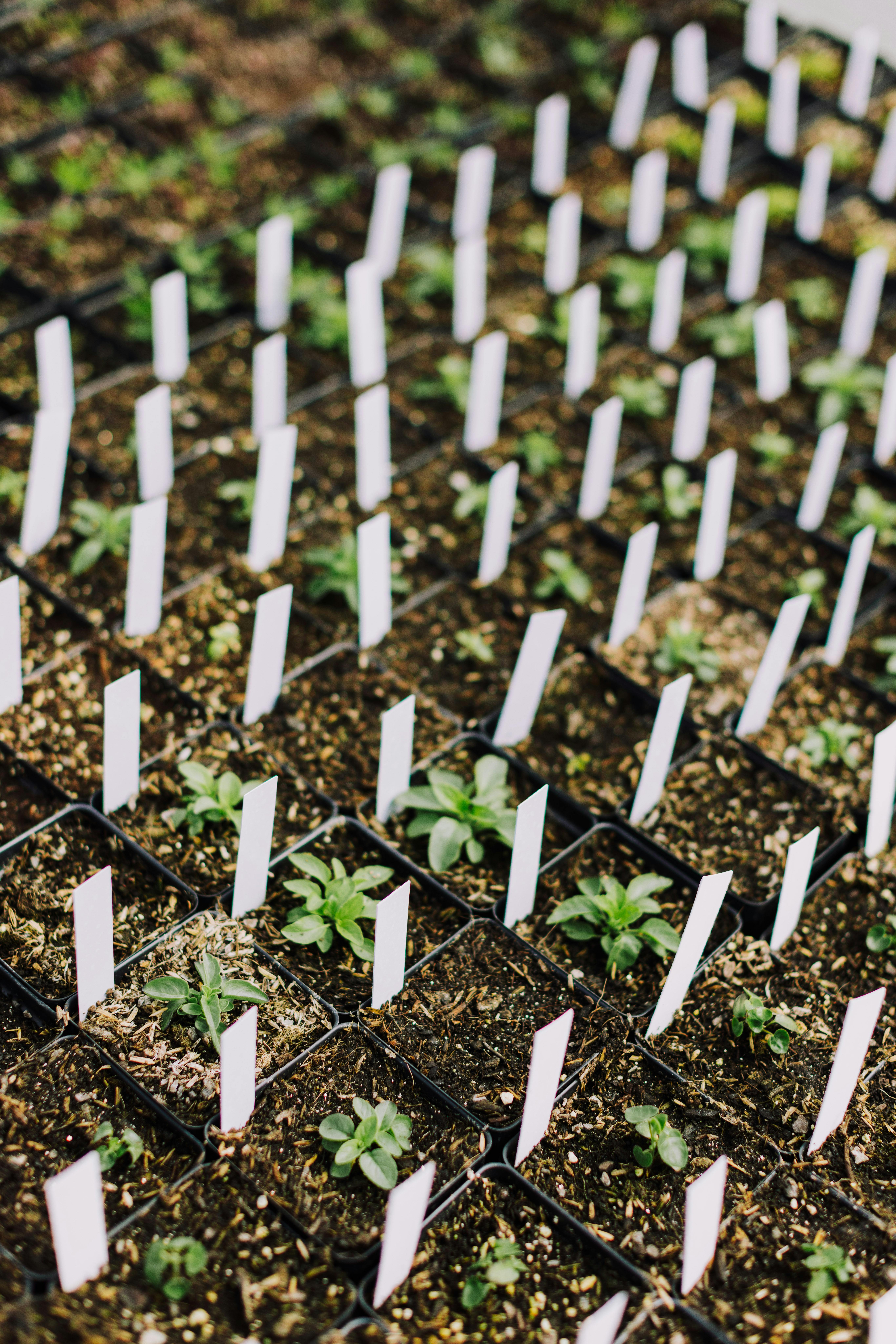 Young Seedlings Growing in Nursery Trays · Free Stock Photo