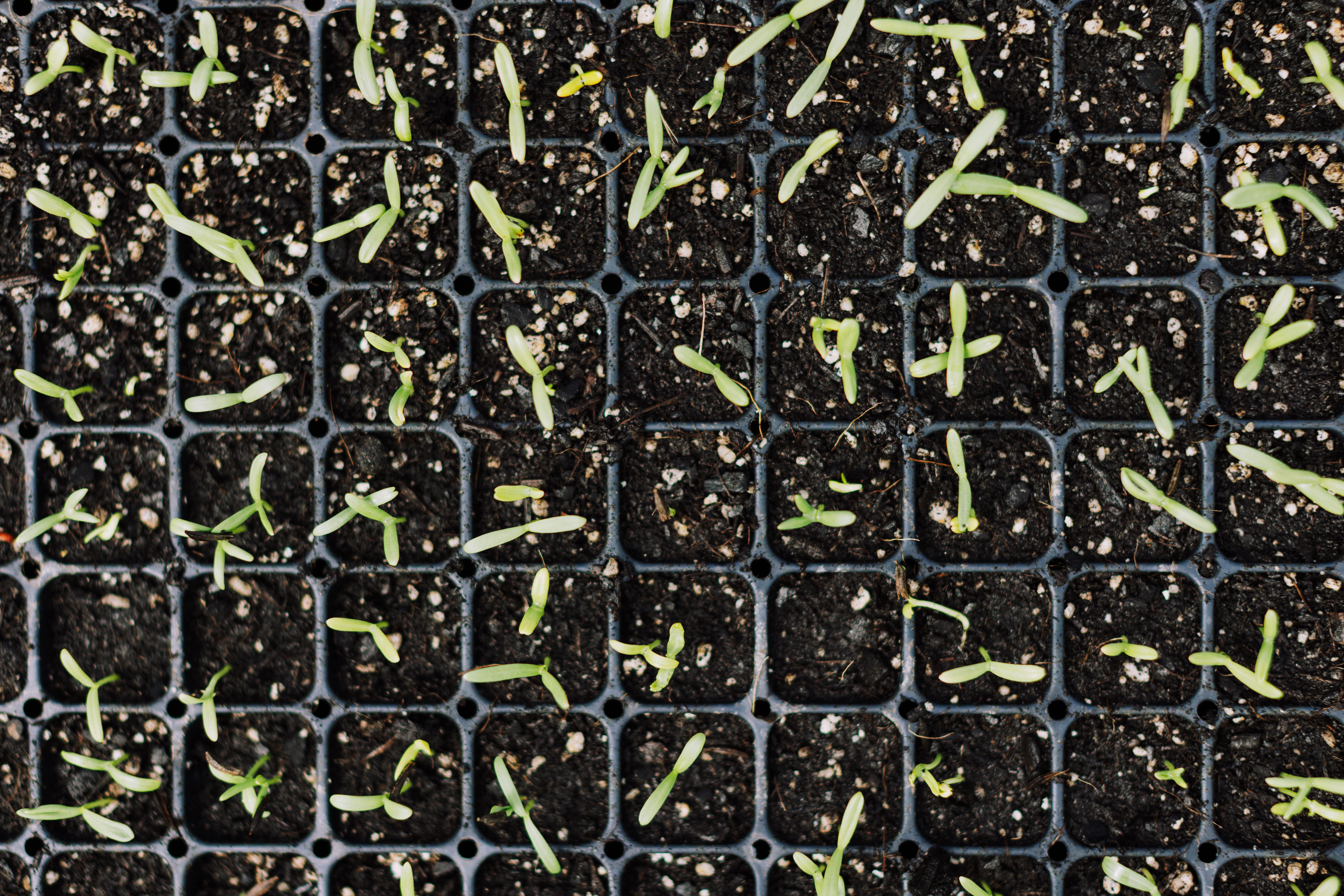 3.499+ Fotos y Imágenes de Semillas germinando Gratis · Banco de Fotos ...