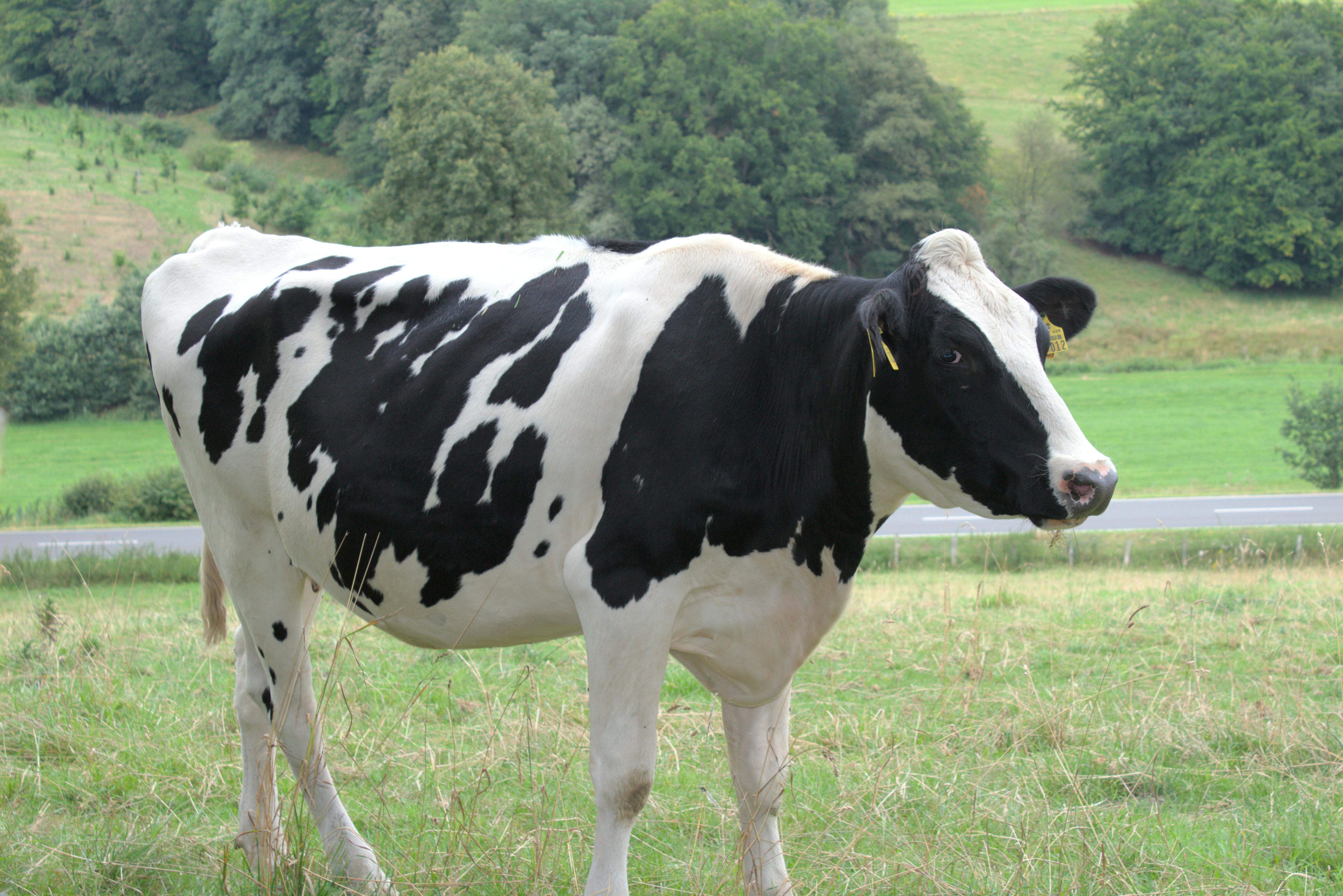 Holstein Koeien Grazen In Een Schilderachtige Weide · Gratis stockfoto