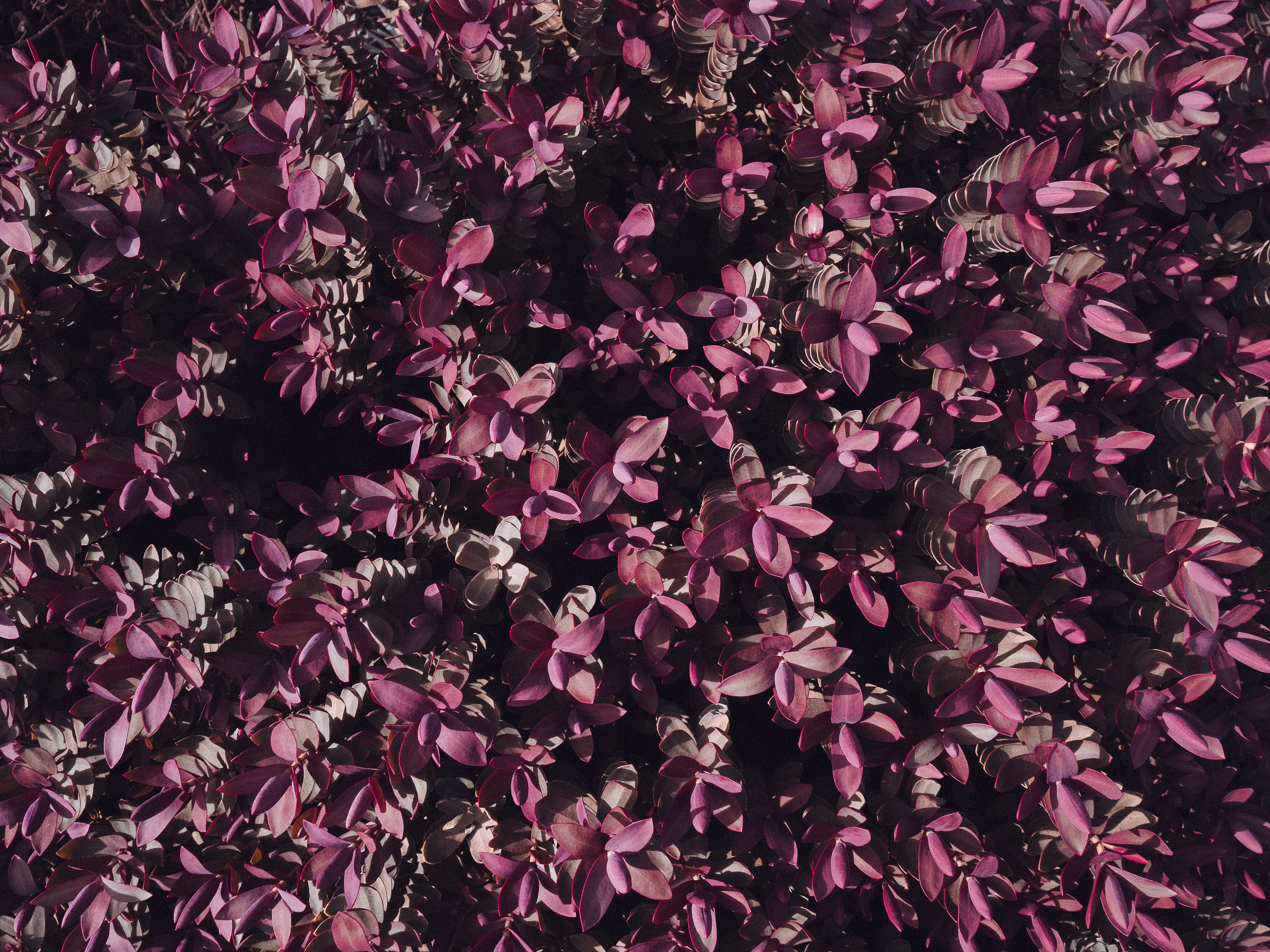 Pink Leaves Close-up with Natural Texture · Free Stock Photo