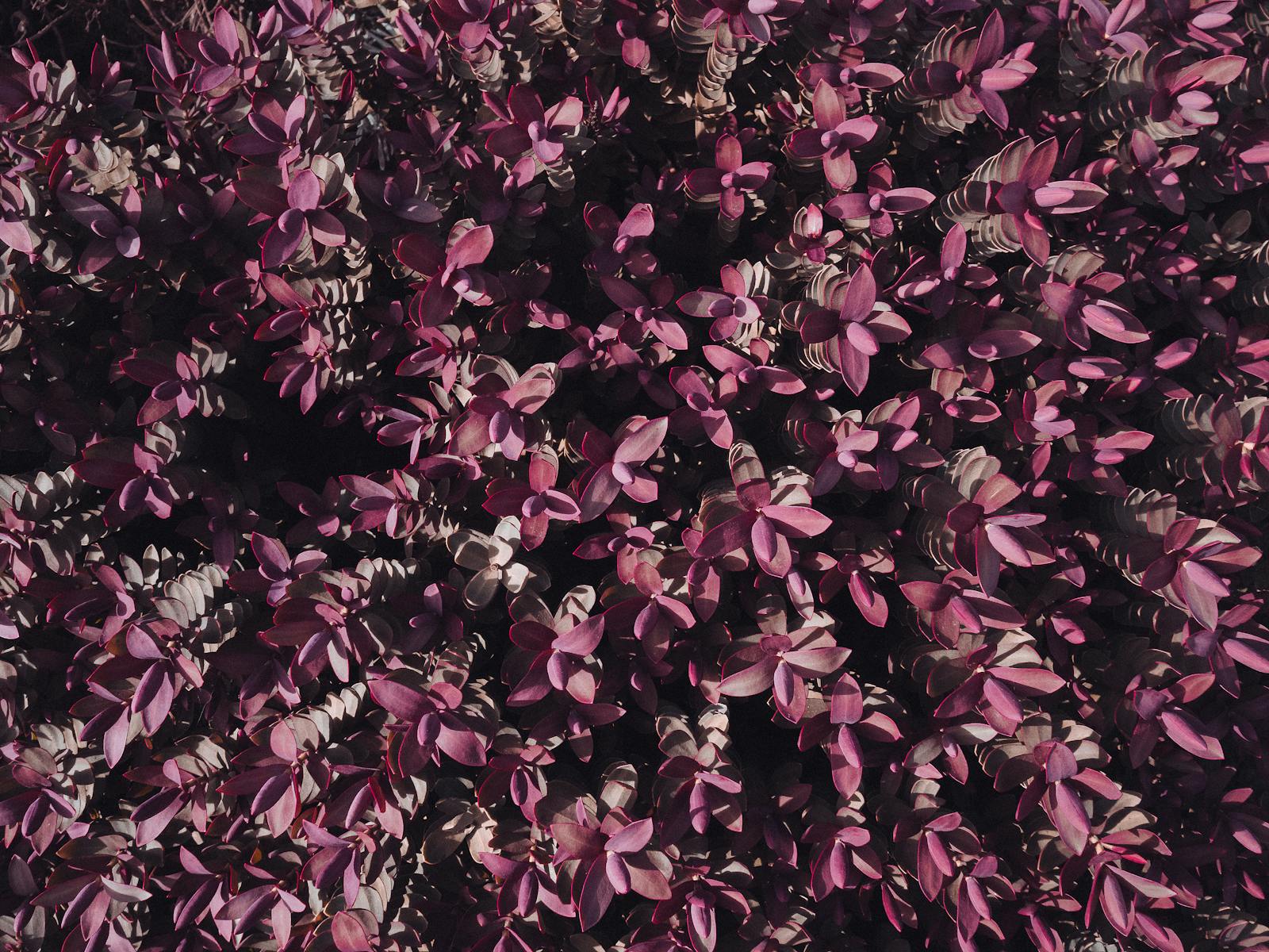 Plant Texture Photos, Download The BEST Free Plant Texture Stock Photos ...