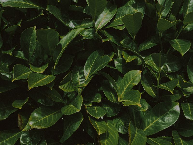 Green Desktop Backgrounds 72个图片和视频，由Lisa from Pexels收藏