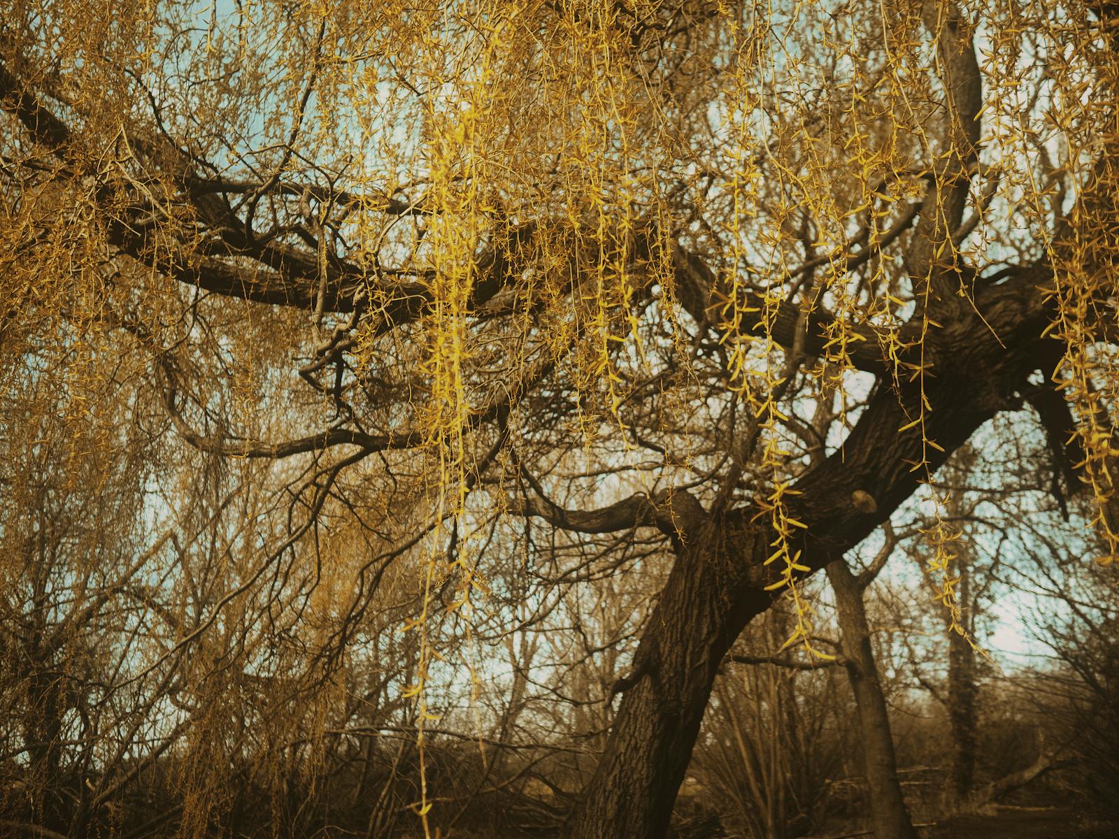 Willow Tree Branch Photos, Download The BEST Free Willow Tree Branch ...