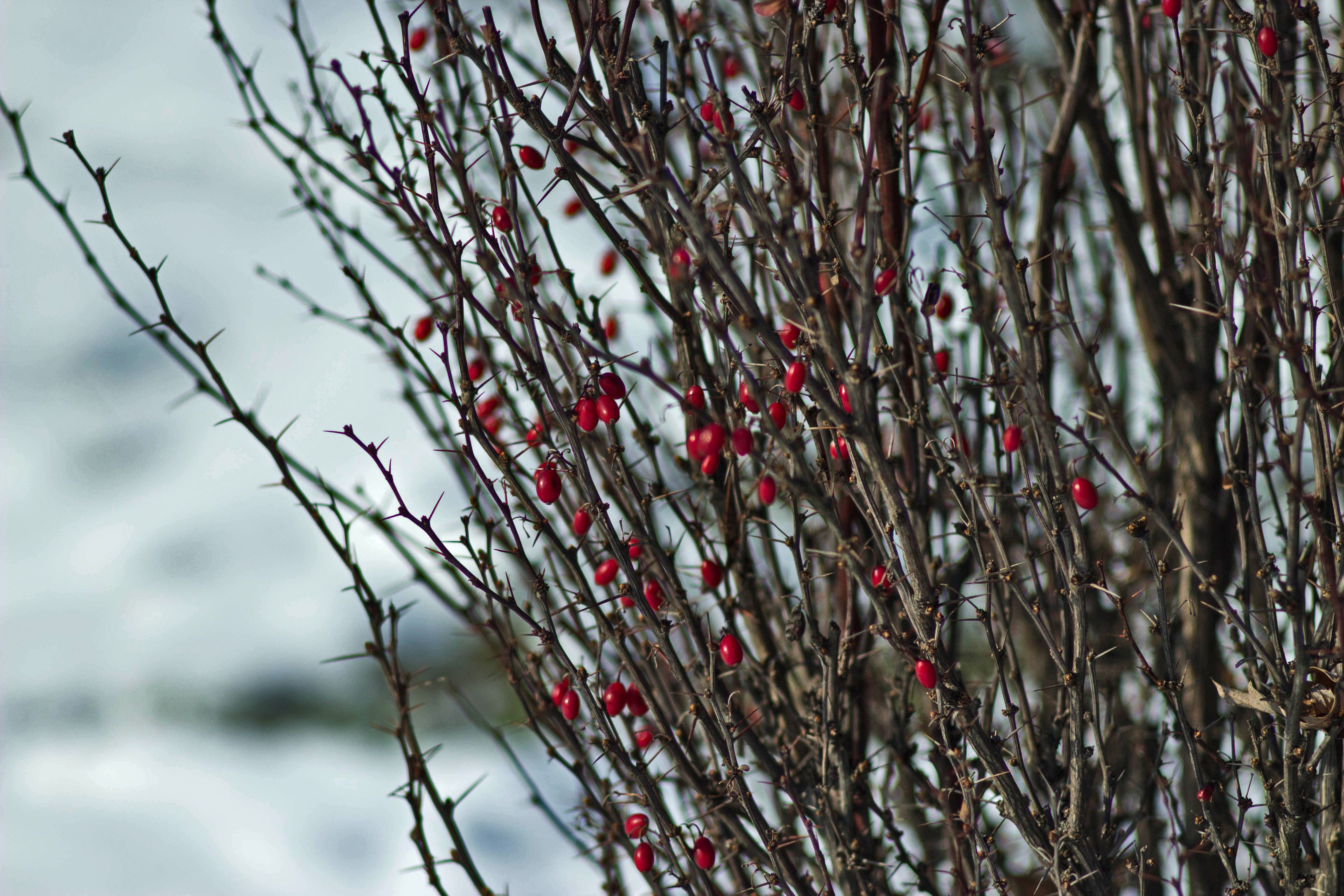 Vibrant Red Berries on Bare Winter Branches · Free Stock Photo