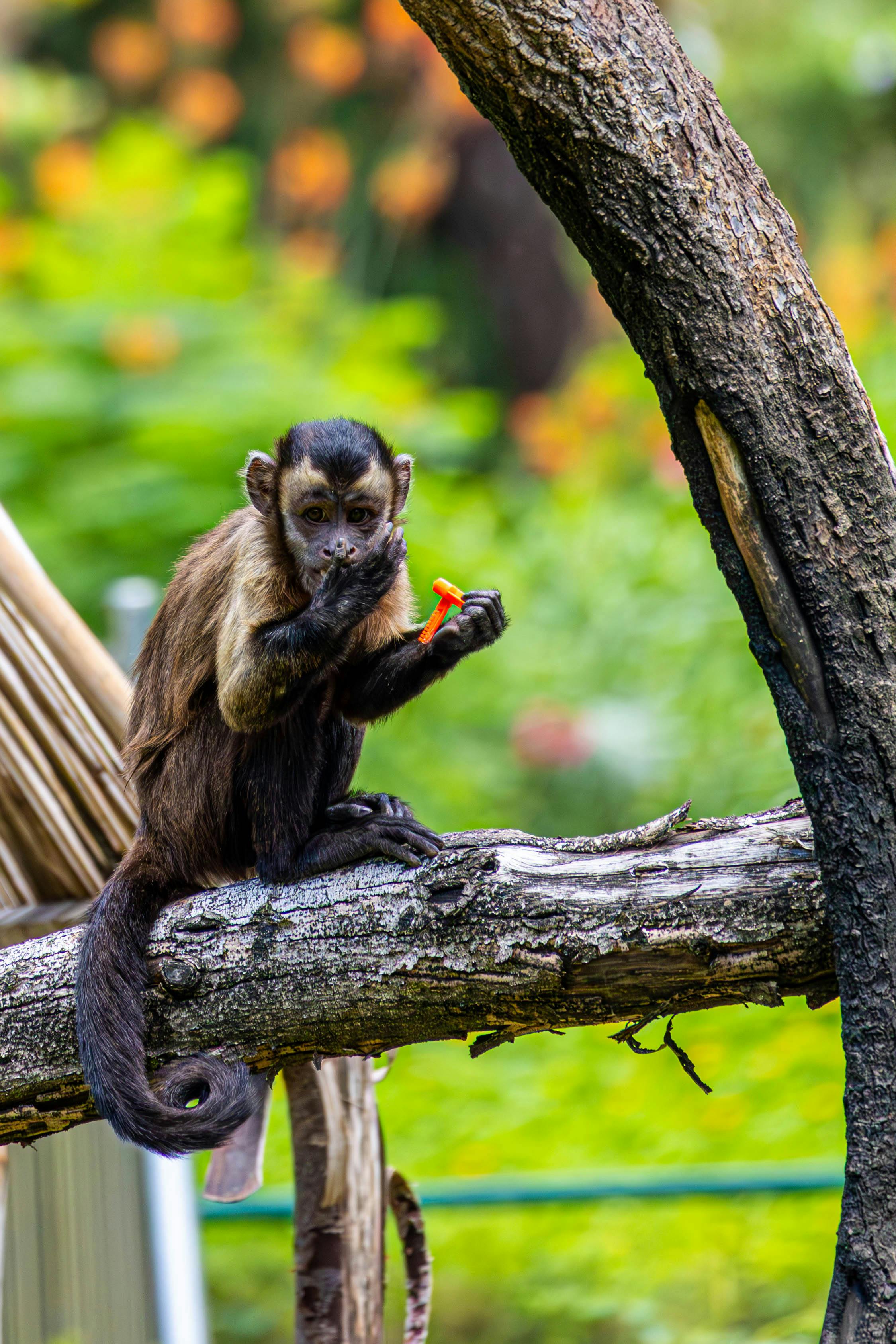 Capuchin Monkey Eating on a Tree Branch · Free Stock Photo