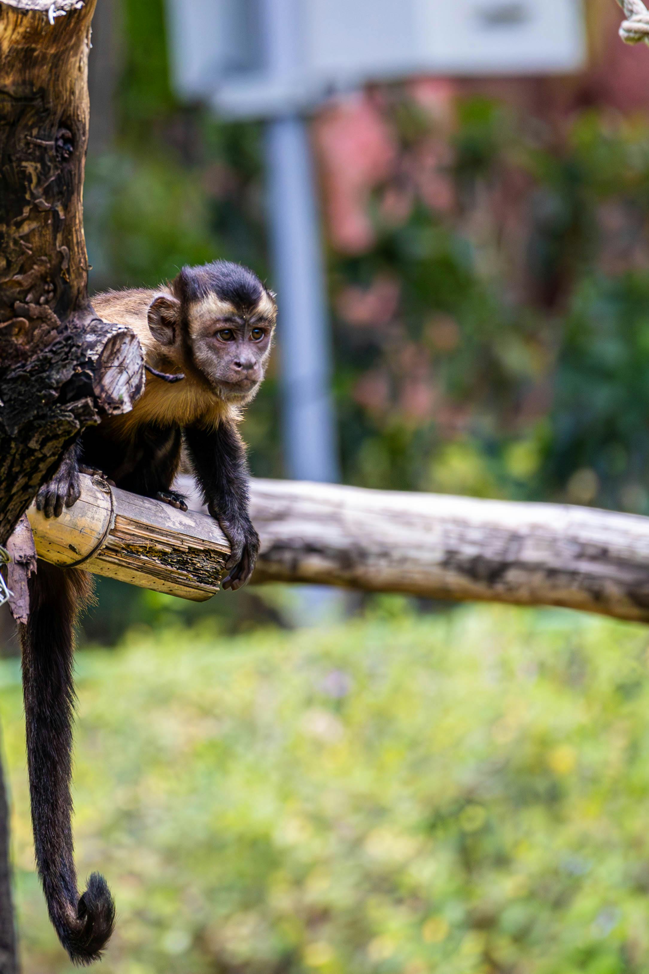Capuchin Monkey on Tree Branch in Natural Habitat · Free Stock Photo