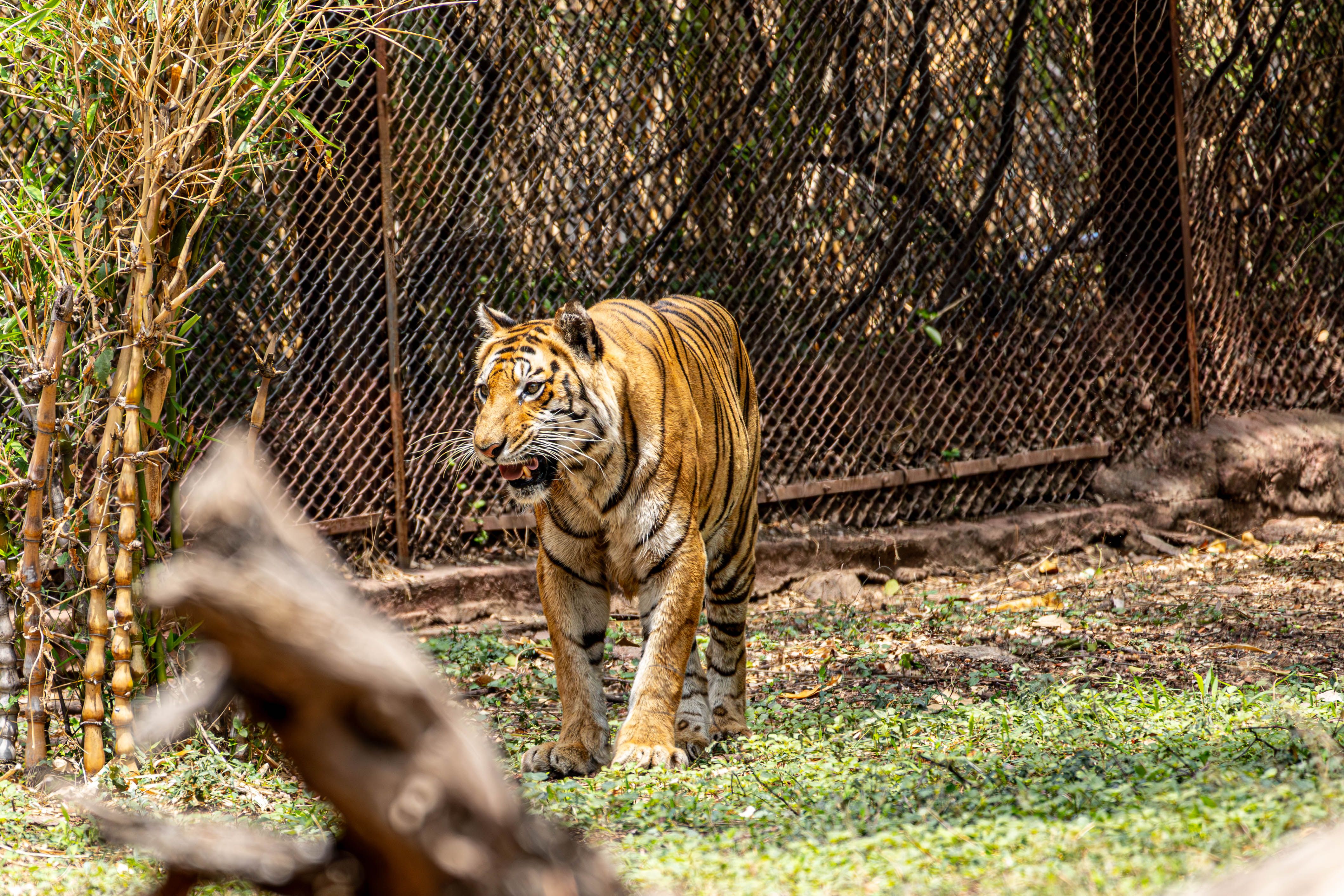 Majestic Bengal Tiger in Natural Enclosure · Free Stock Photo