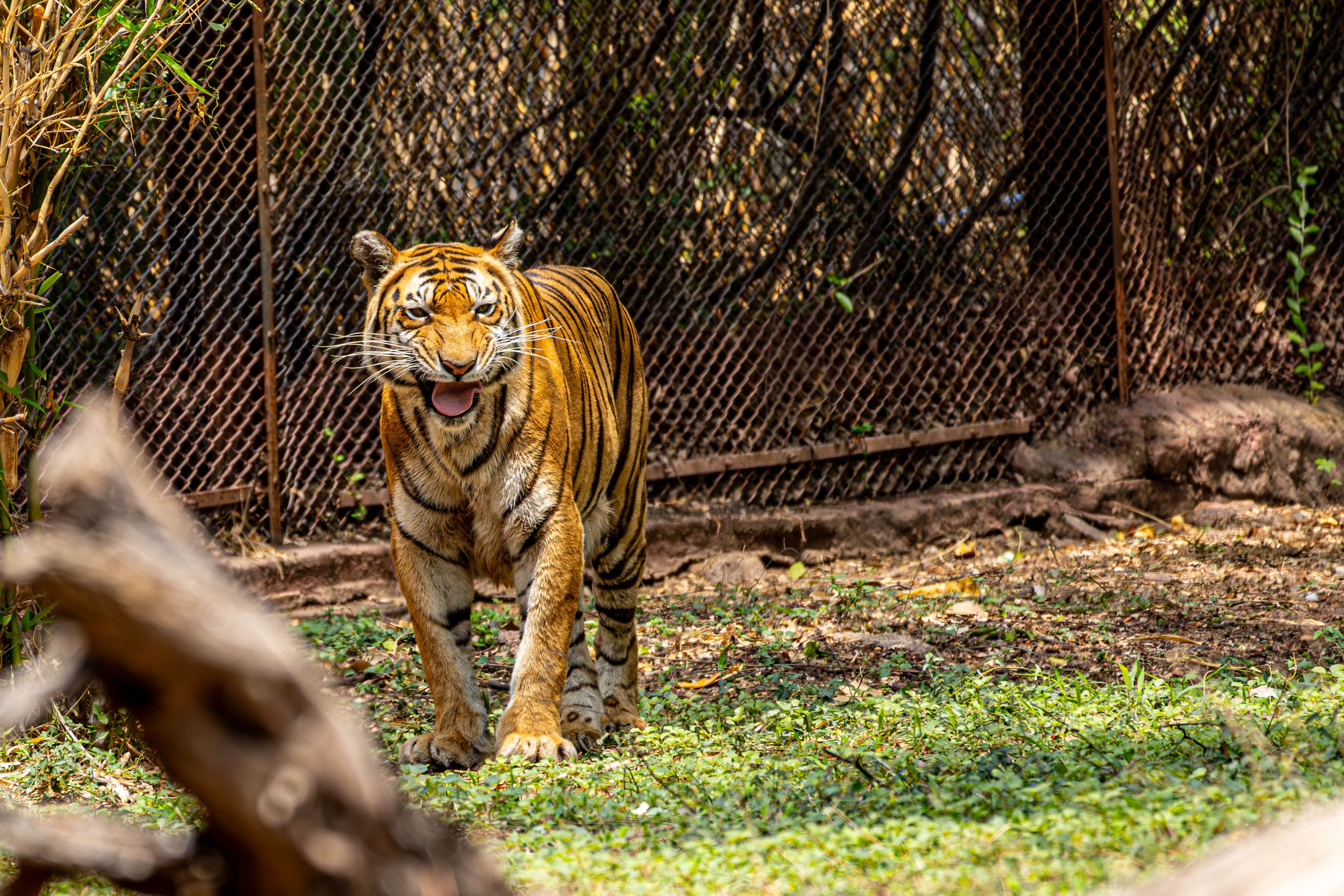 Majestuoso Tigre De Bengala En Un Recinto Zoológico · Foto de stock ...