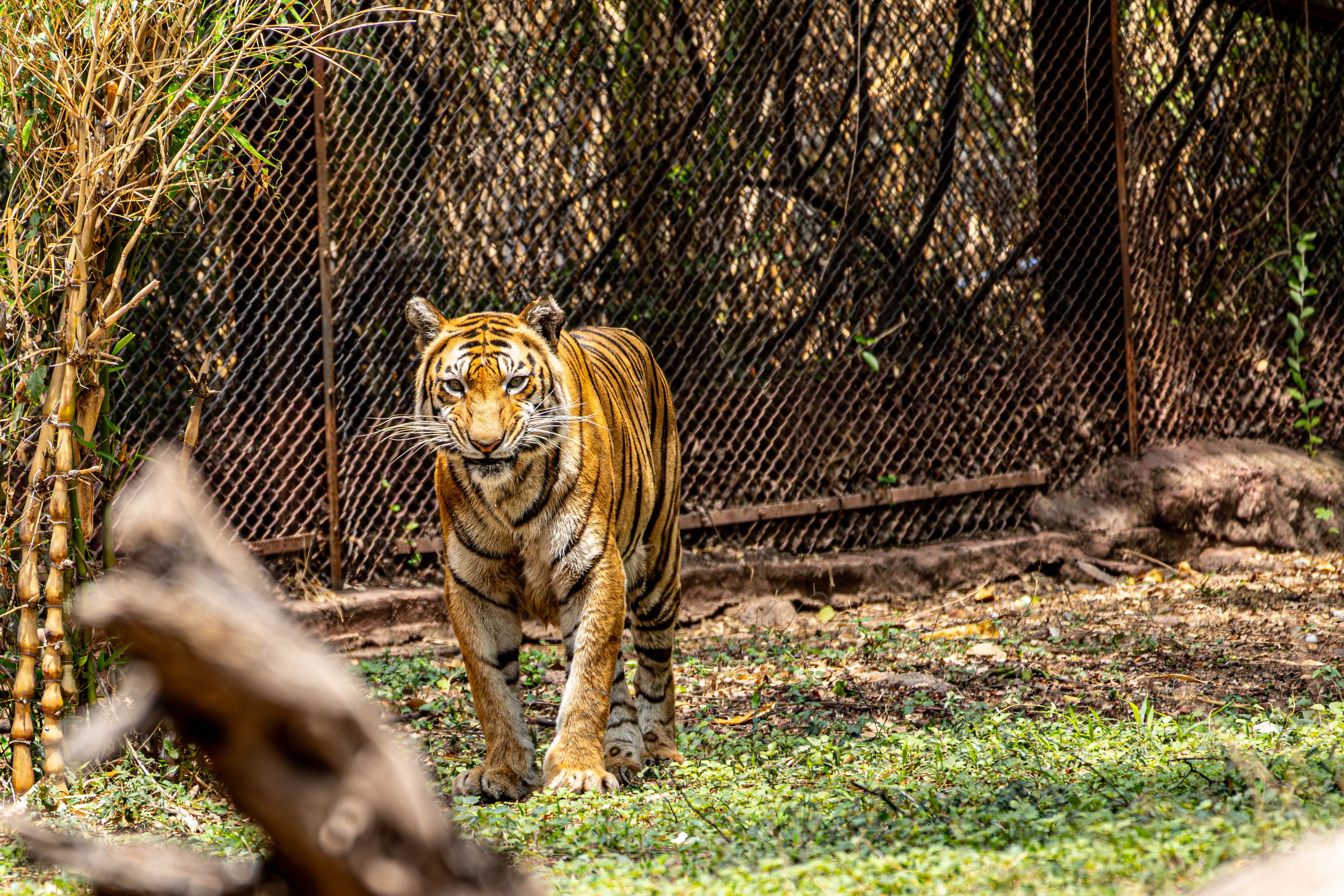 Bengal Tiger in Zoo Enclosure · Free Stock Photo