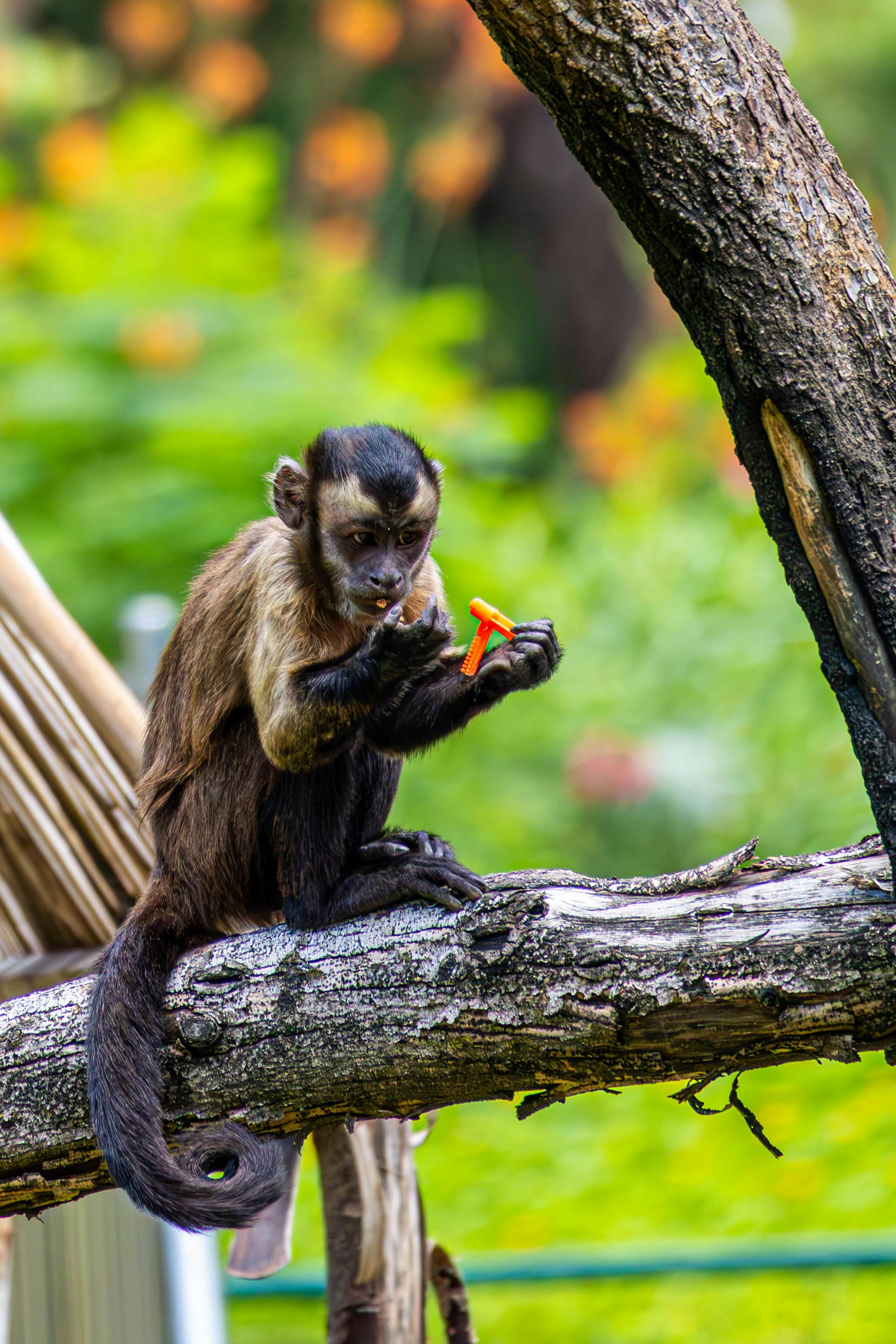 Capuchin Monkey Eating While Sitting on a Branch · Free Stock Photo