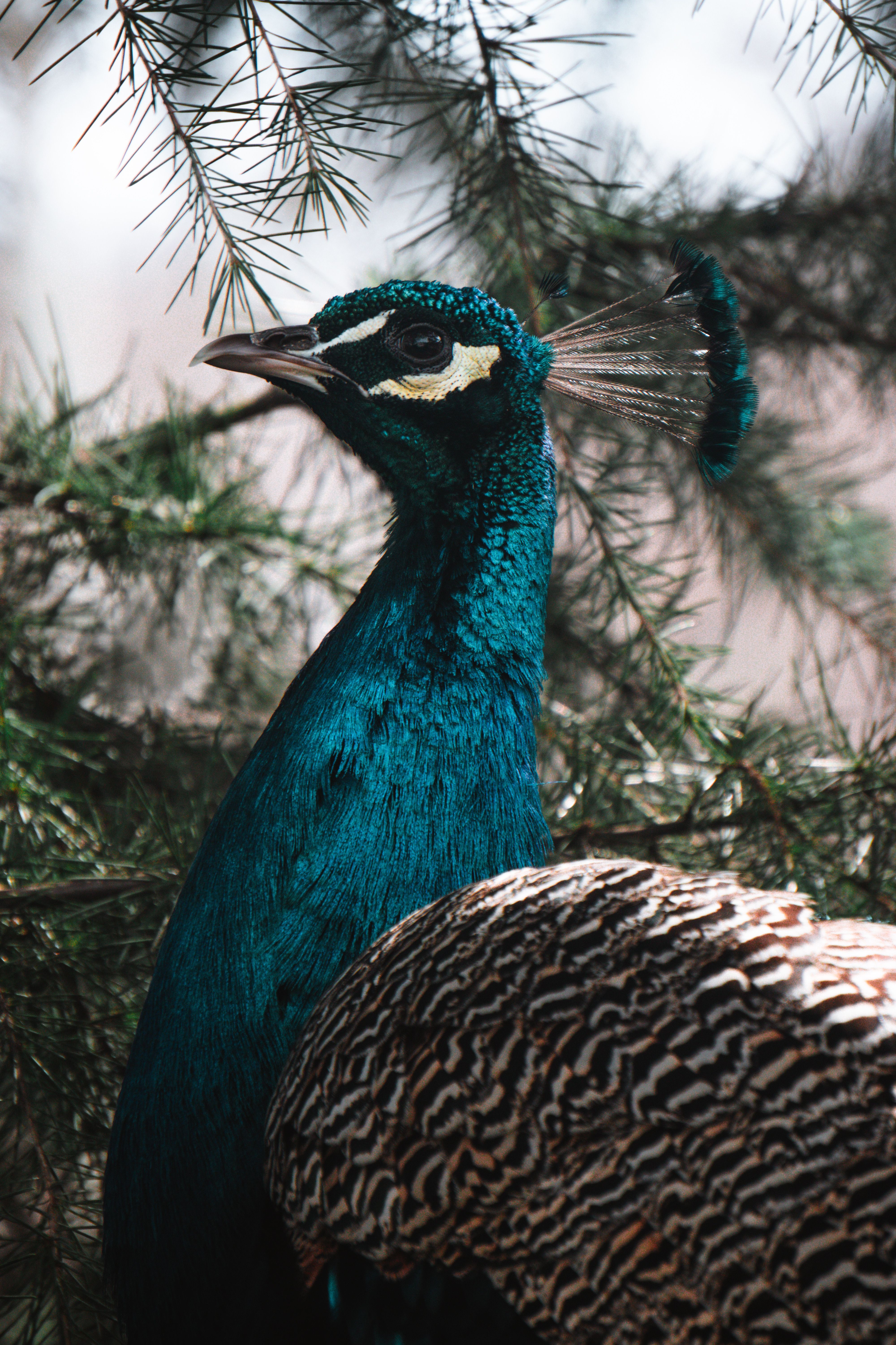 Close-up of Vibrant Indian Peacock in Nature · Free Stock Photo