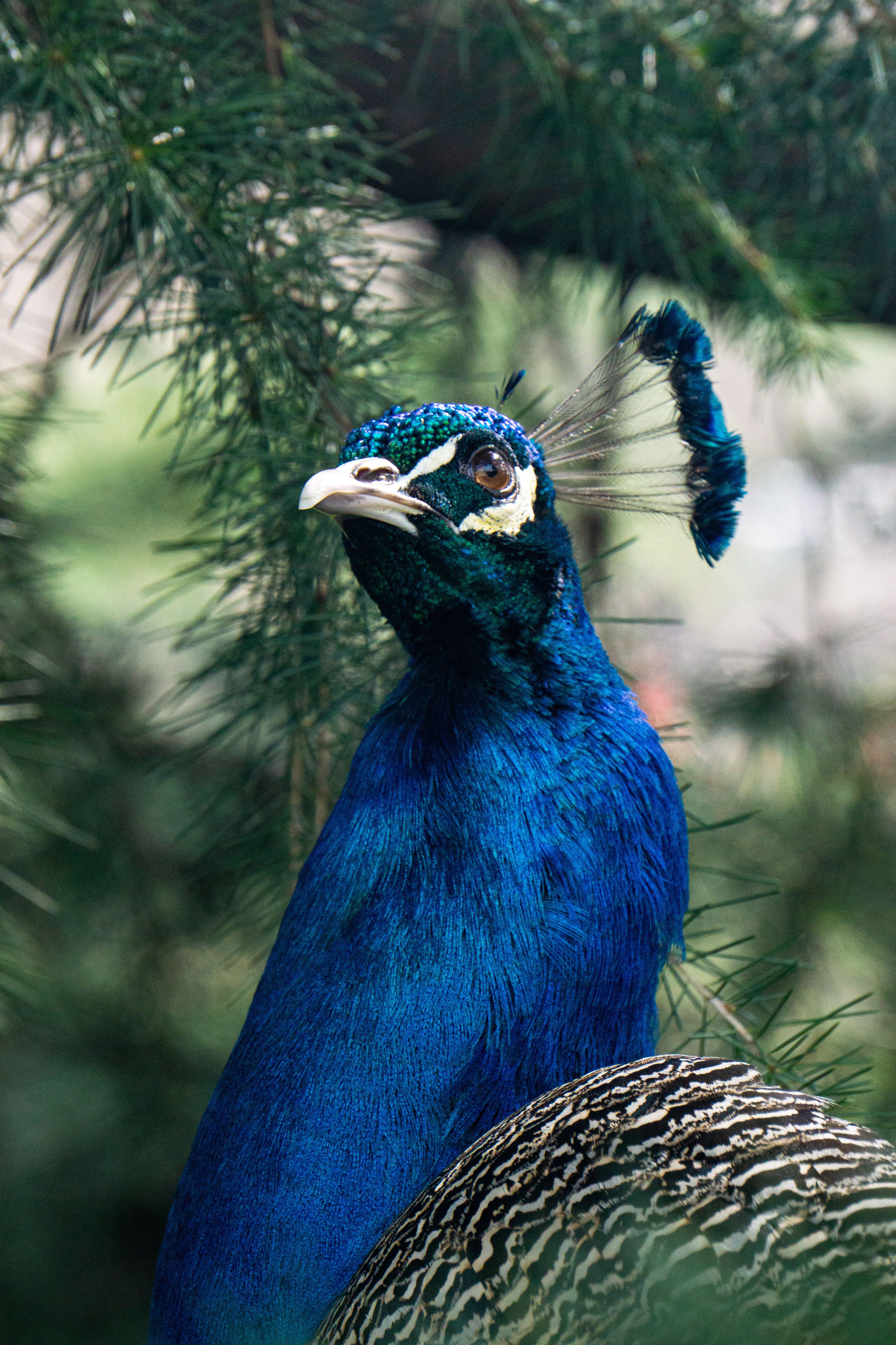 Close-up of Vibrant Blue Indian Peacock in Nature · Free Stock Photo