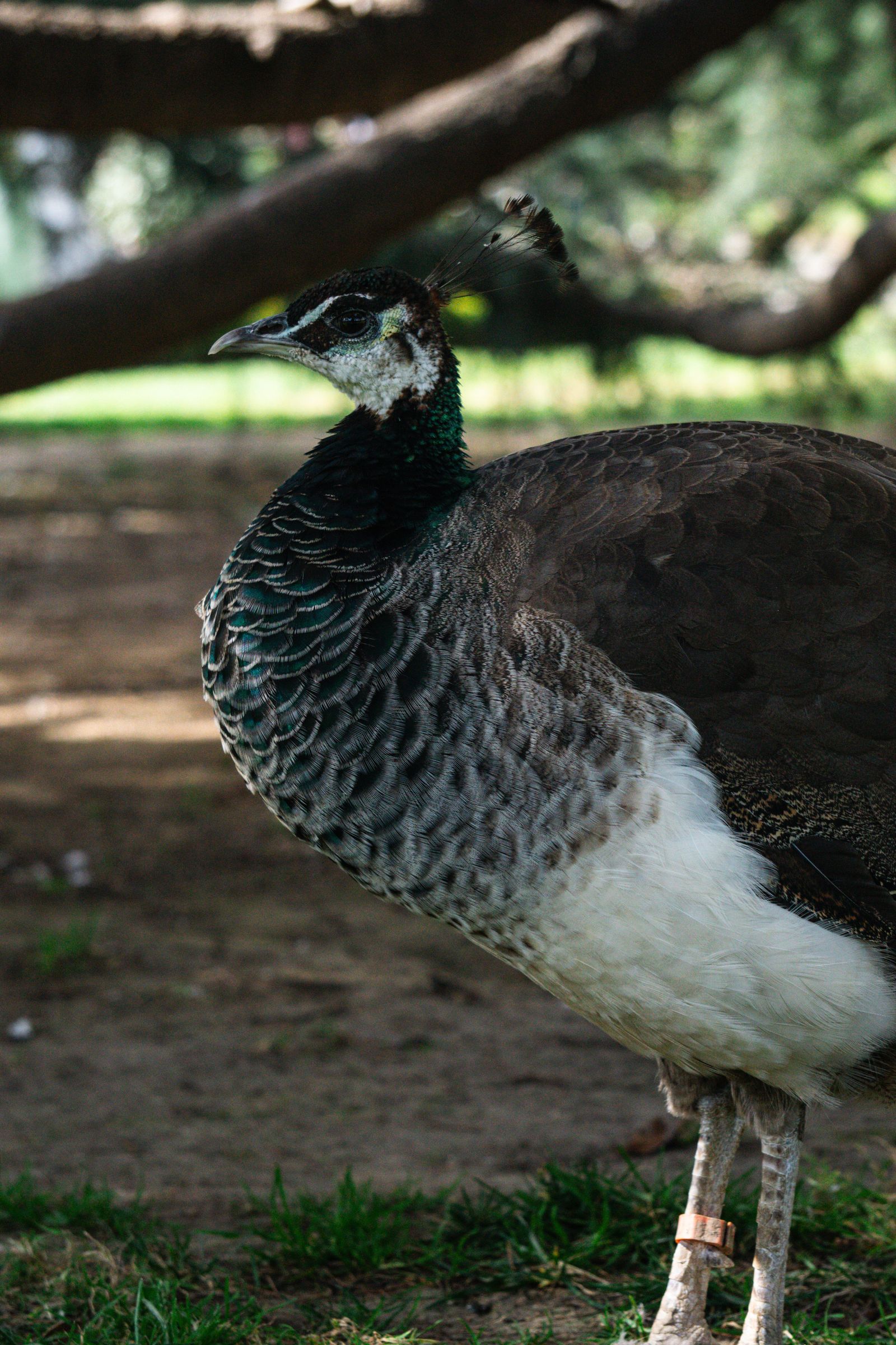 Peacock Bird Photos, Download The BEST Free Peacock Bird Stock Photos ...