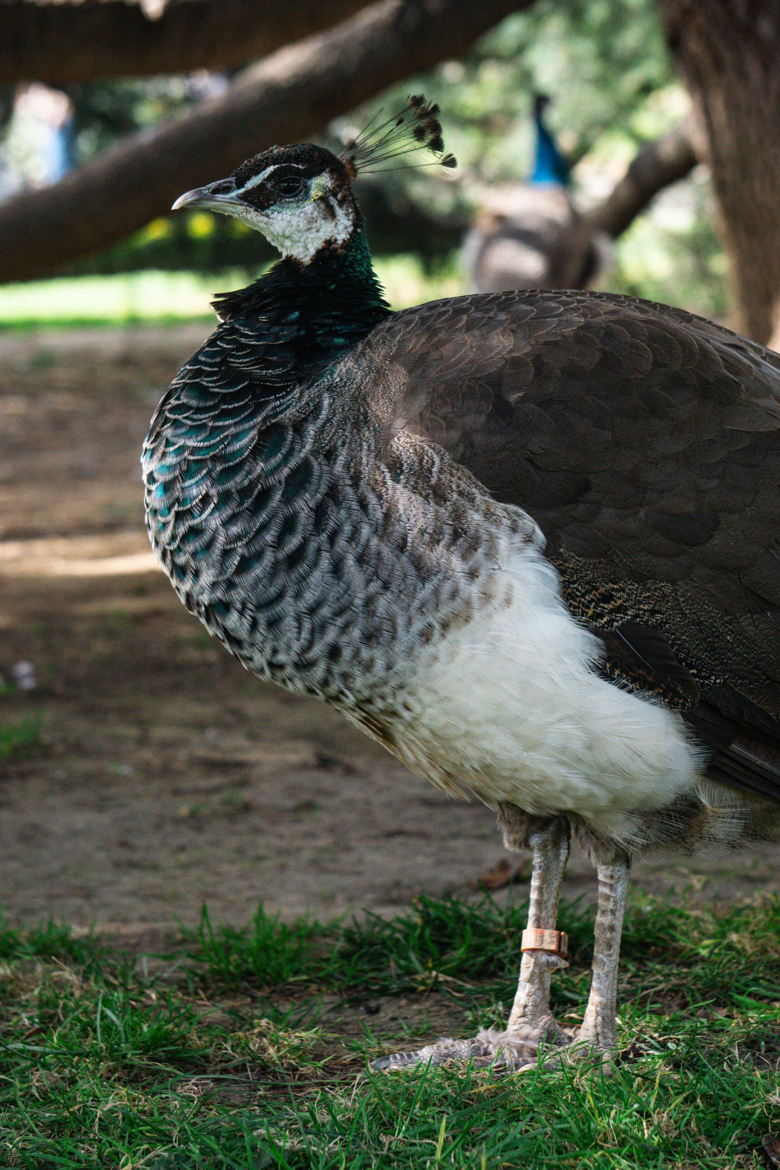 Peacock Bird Photos, Download The BEST Free Peacock Bird Stock Photos ...