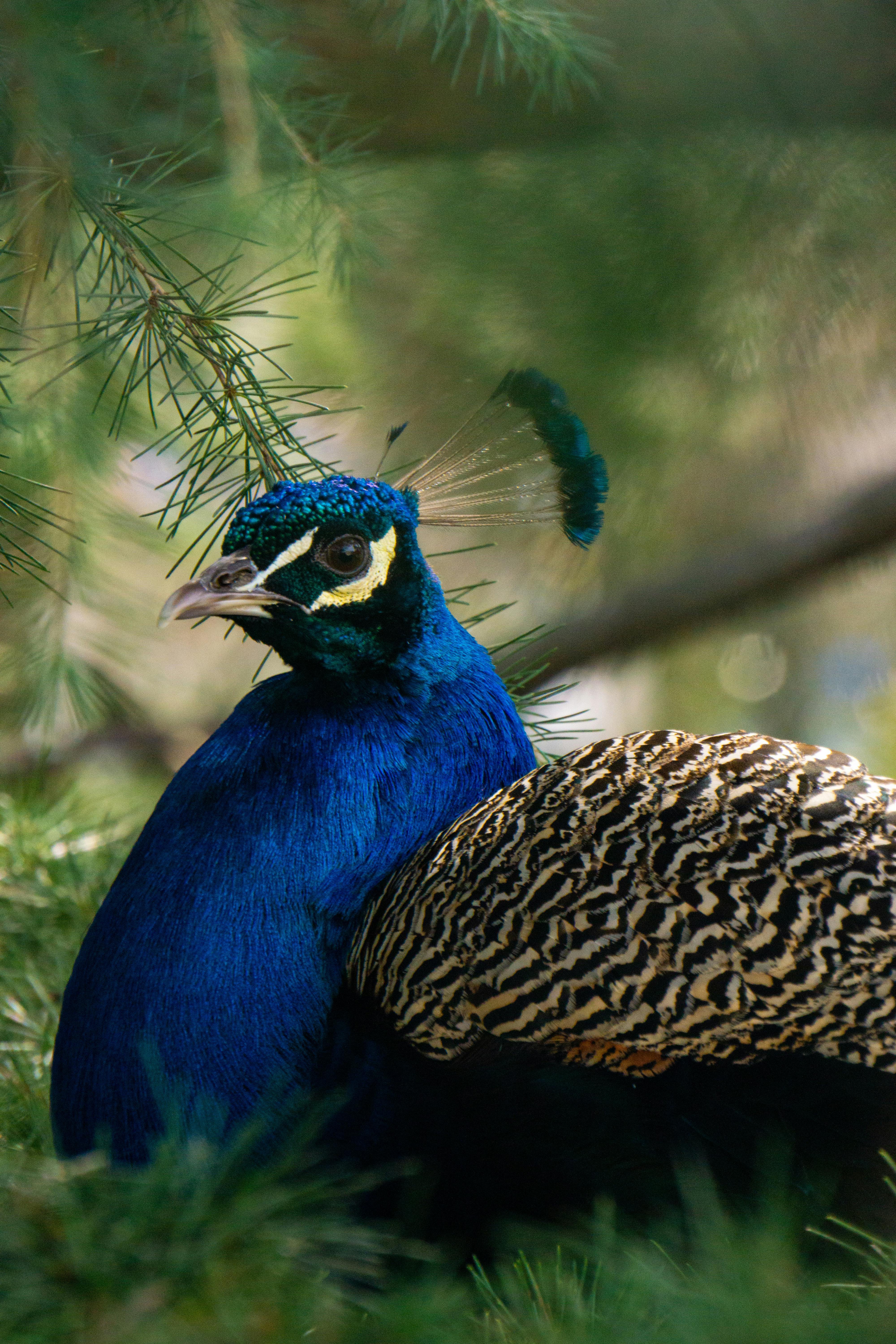 Close-Up of a Vibrant Peacock on Tree Branch · Free Stock Photo