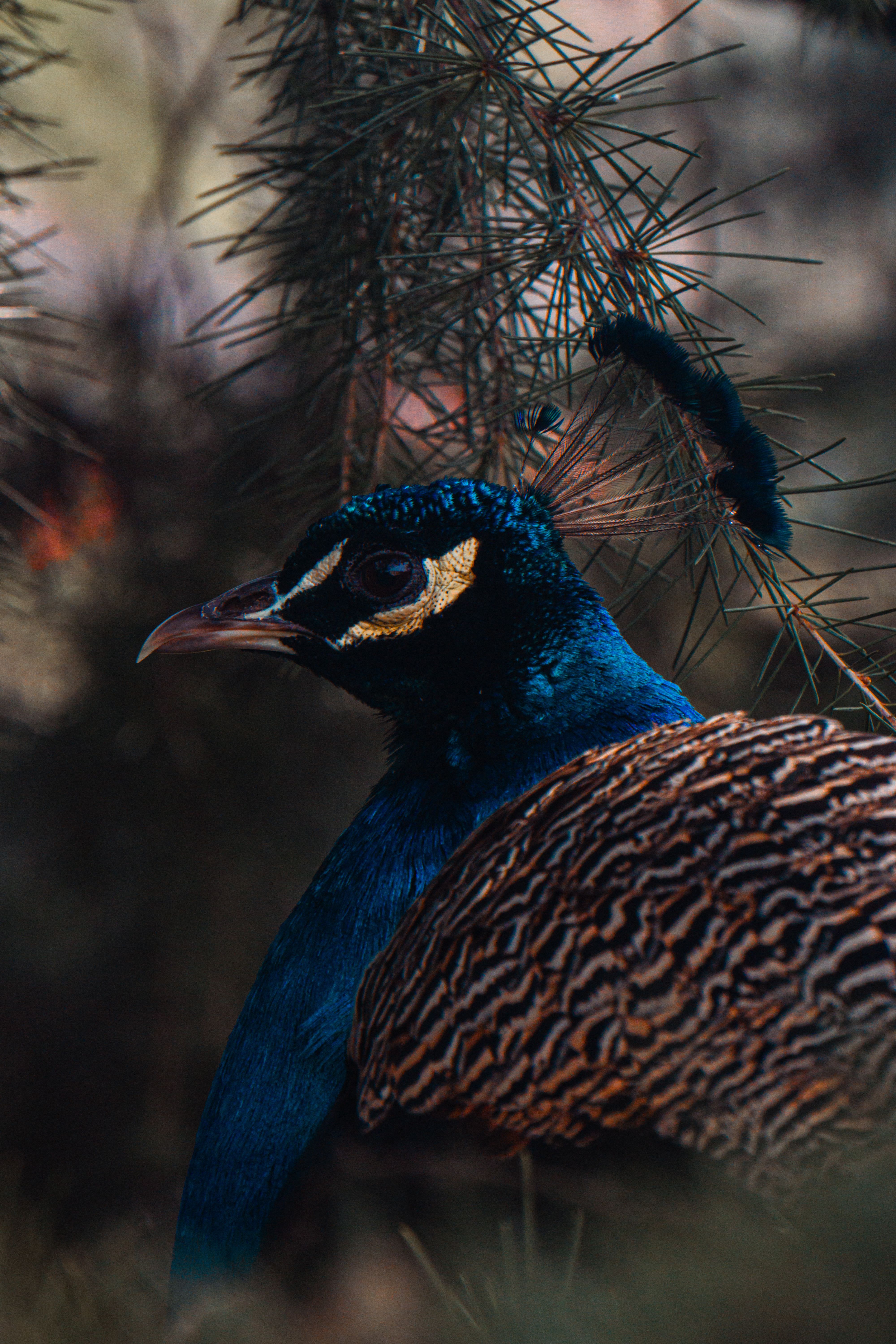 Close-Up of Vibrant Peacock in Natural Habitat · Free Stock Photo