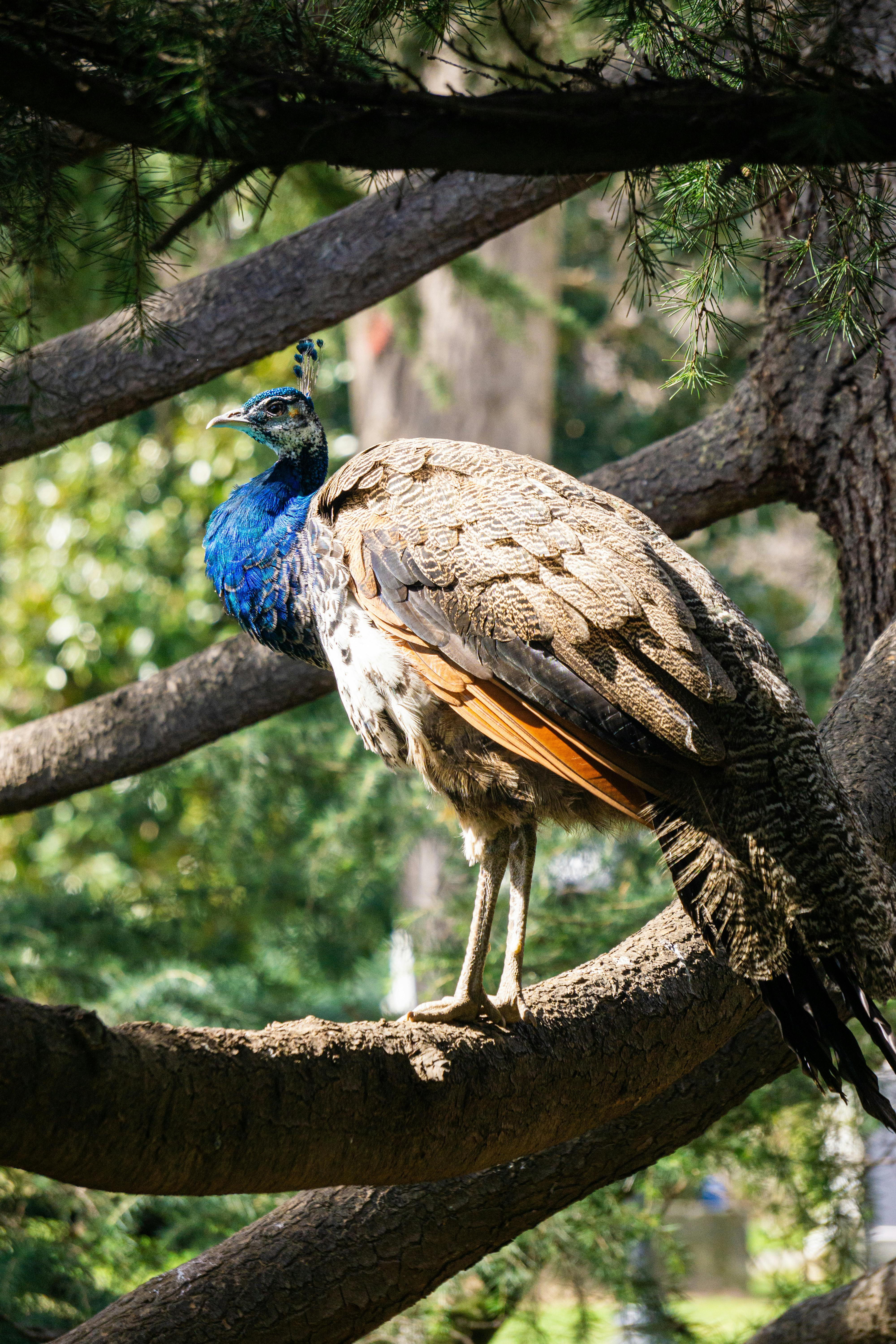 Majestic Indian Peacock on Tree Branch · Free Stock Photo