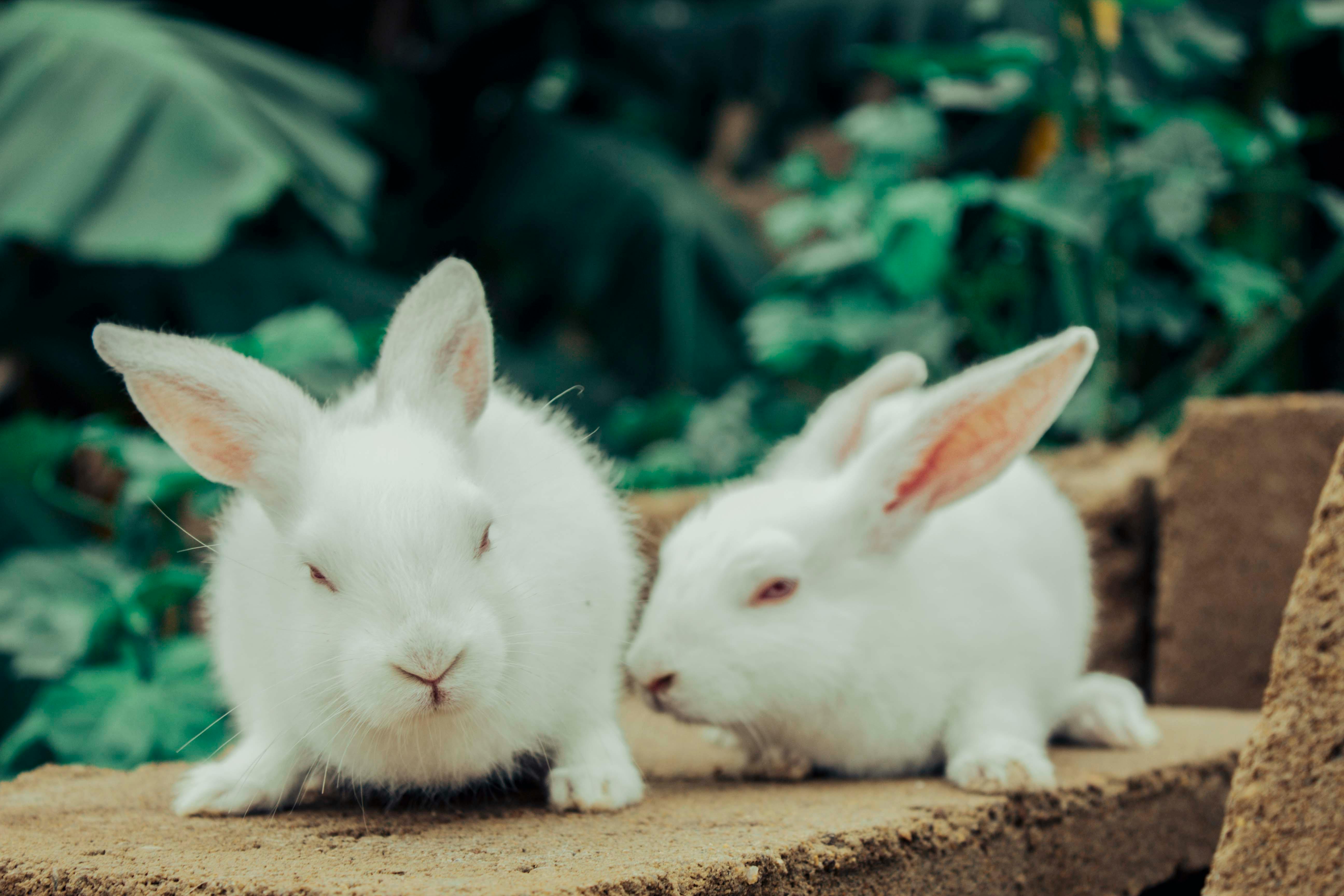 Two White Rabbits on a Lush Green Background · Free Stock Photo