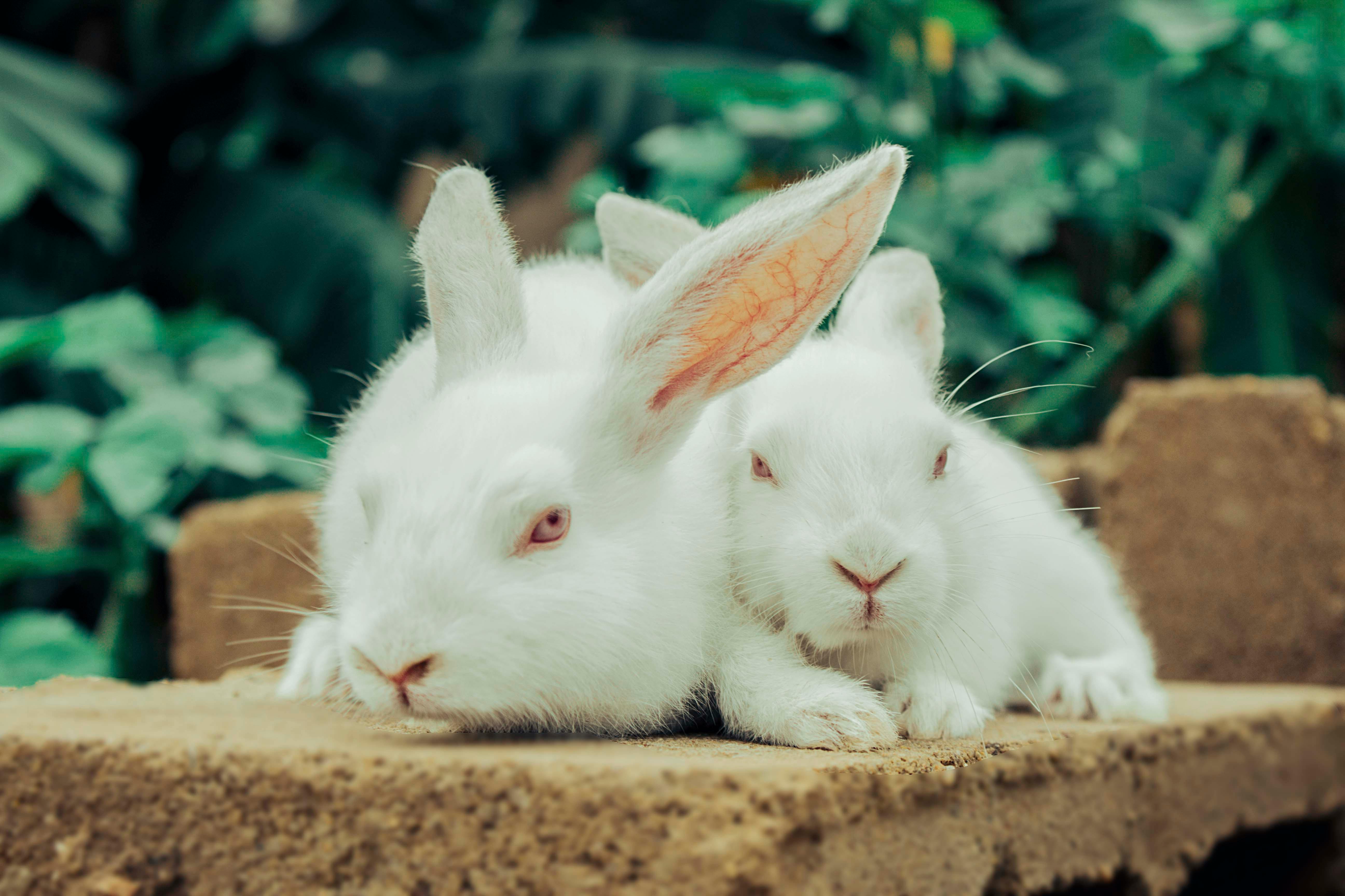 Cute White Rabbits Resting on a Stone Surface · Free Stock Photo