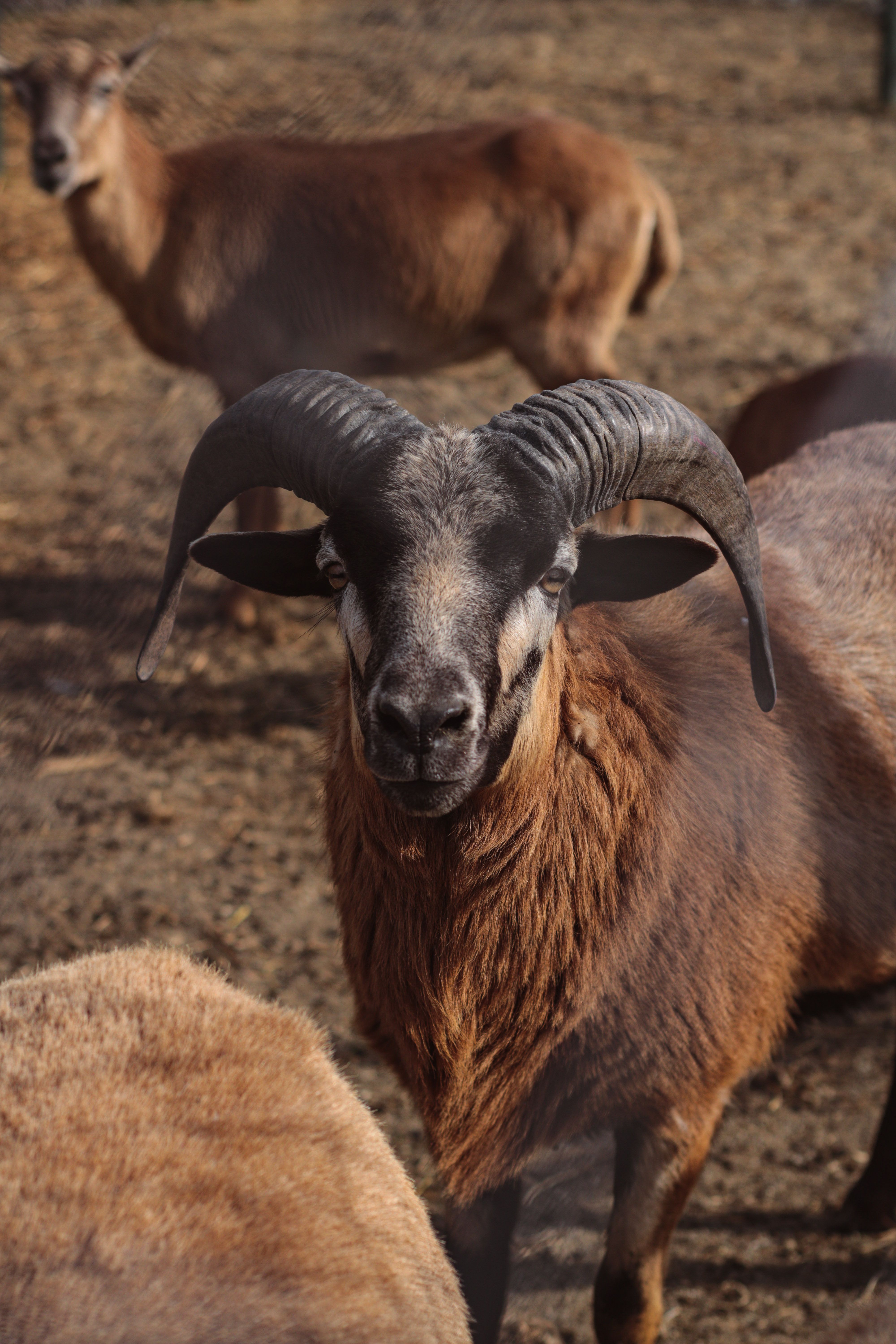 Jerusalem Sheep Photos, Download The BEST Free Jerusalem Sheep Stock ...