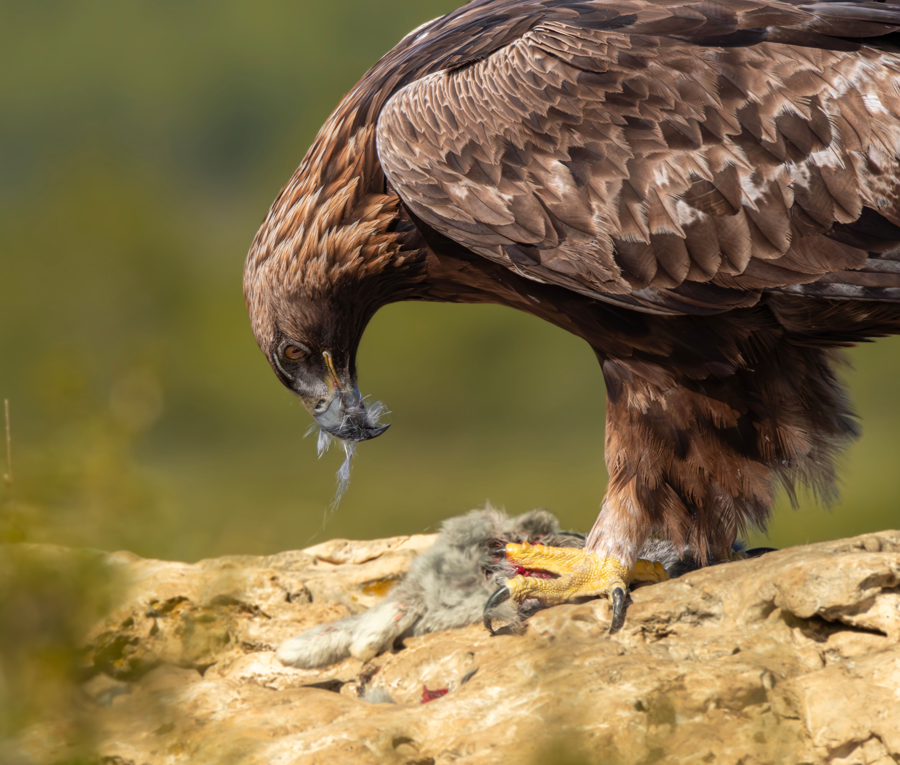 Golden Eagle with Rabbit Prey in Nature · Free Stock Photo