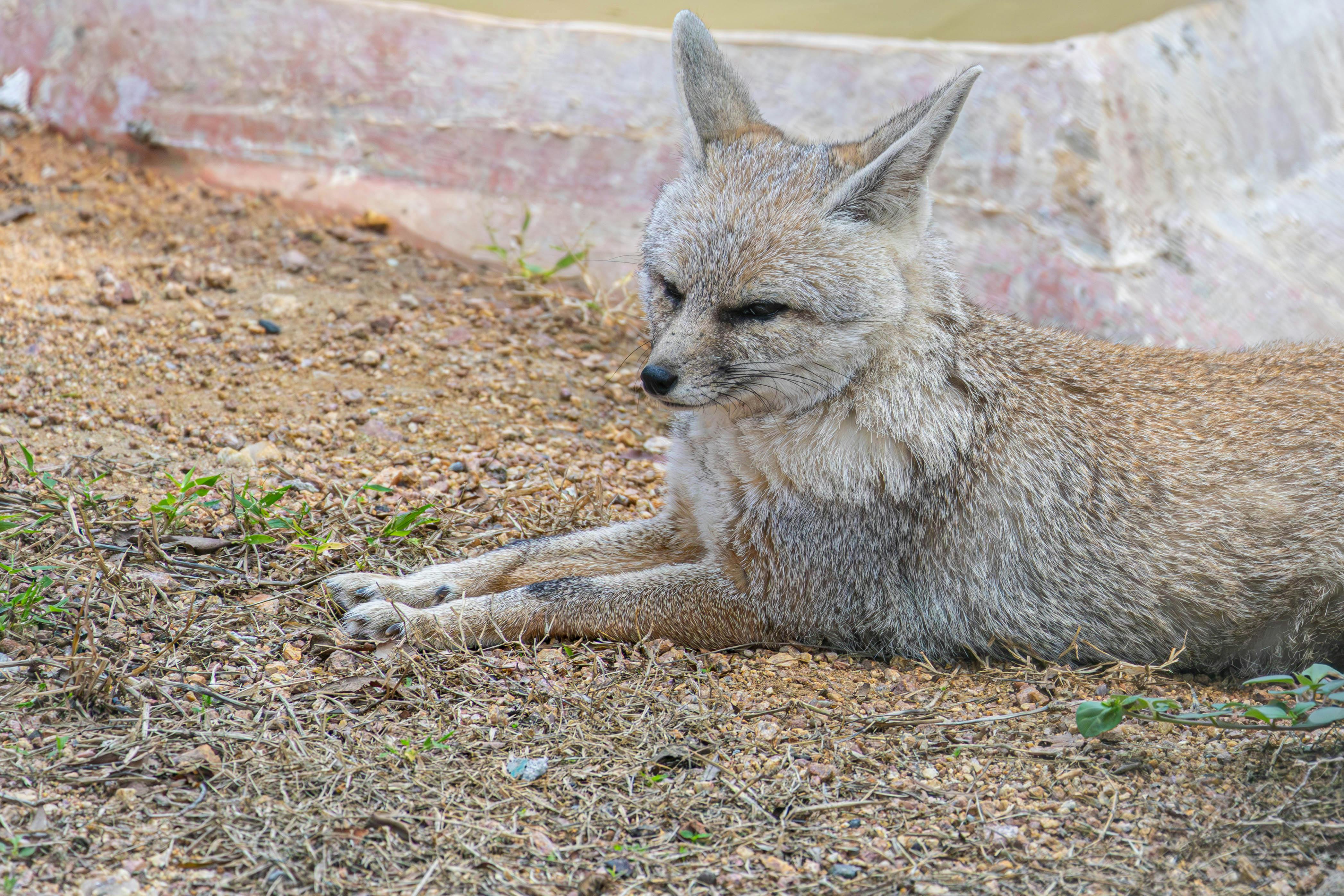 Relaxed Cape Fox Resting in a Natural Habitat · Free Stock Photo