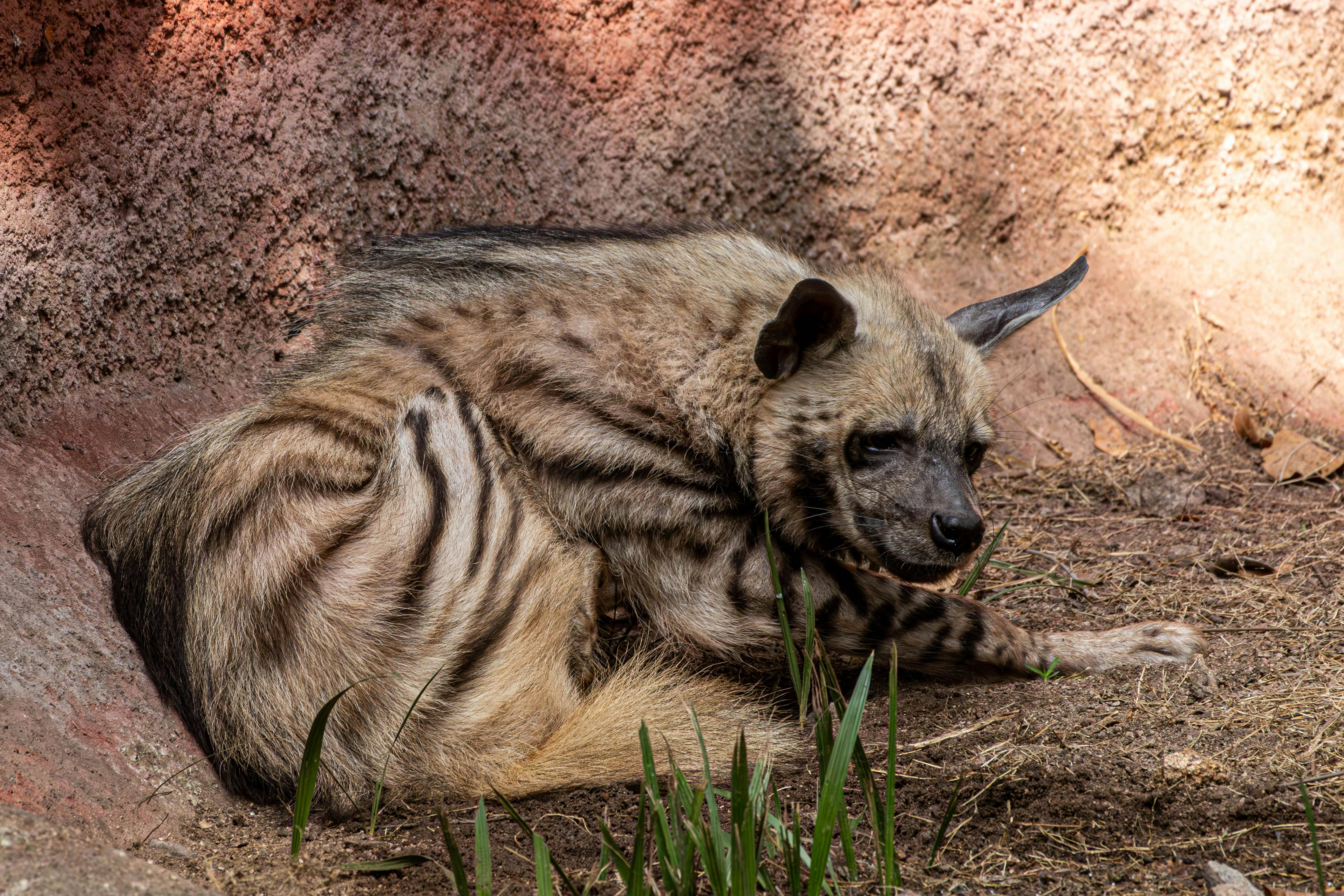 Striped Hyena Resting in Natural Habitat · Free Stock Photo