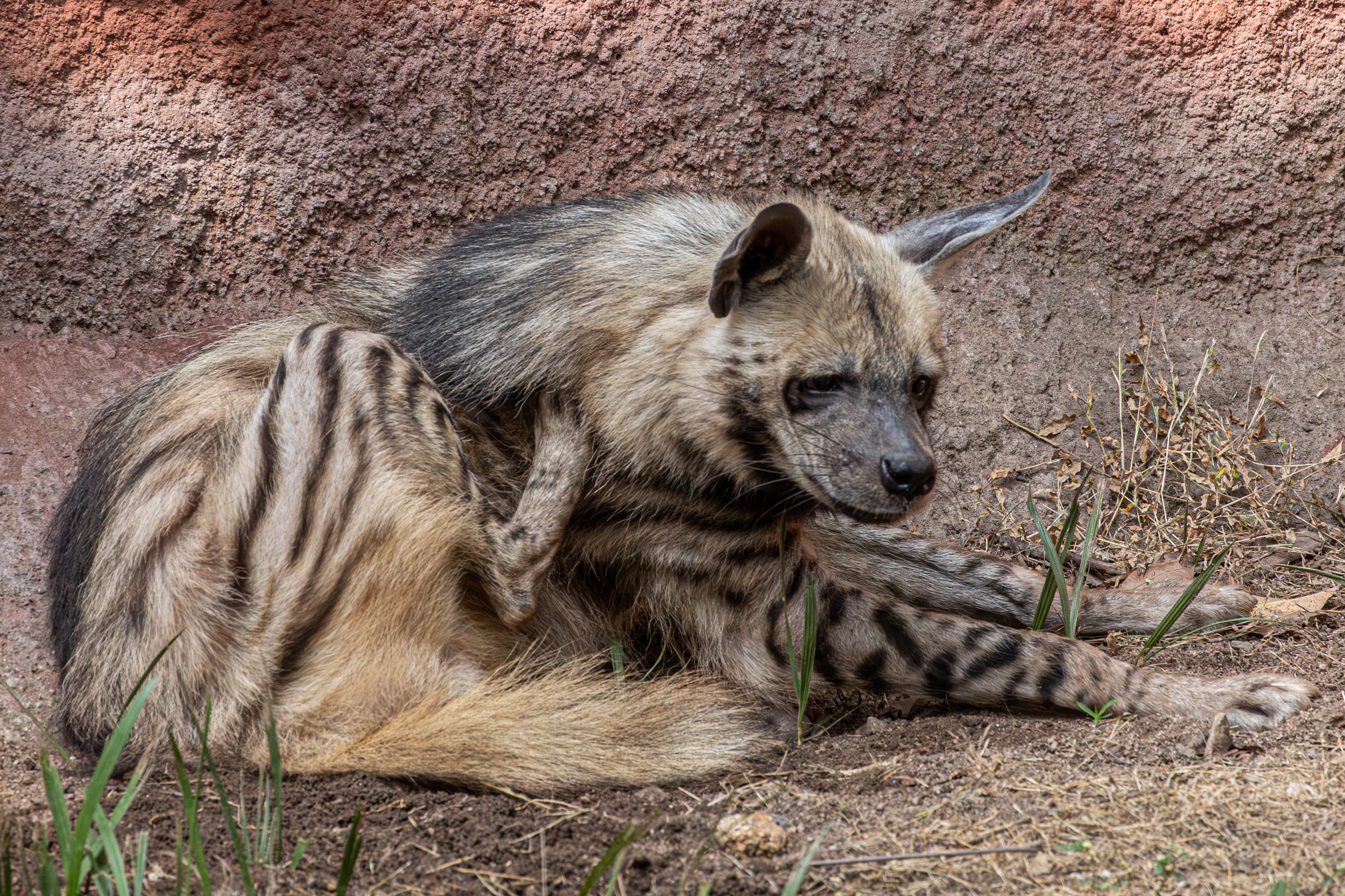 Striped Hyena Resting on Rocky Terrain · Free Stock Photo