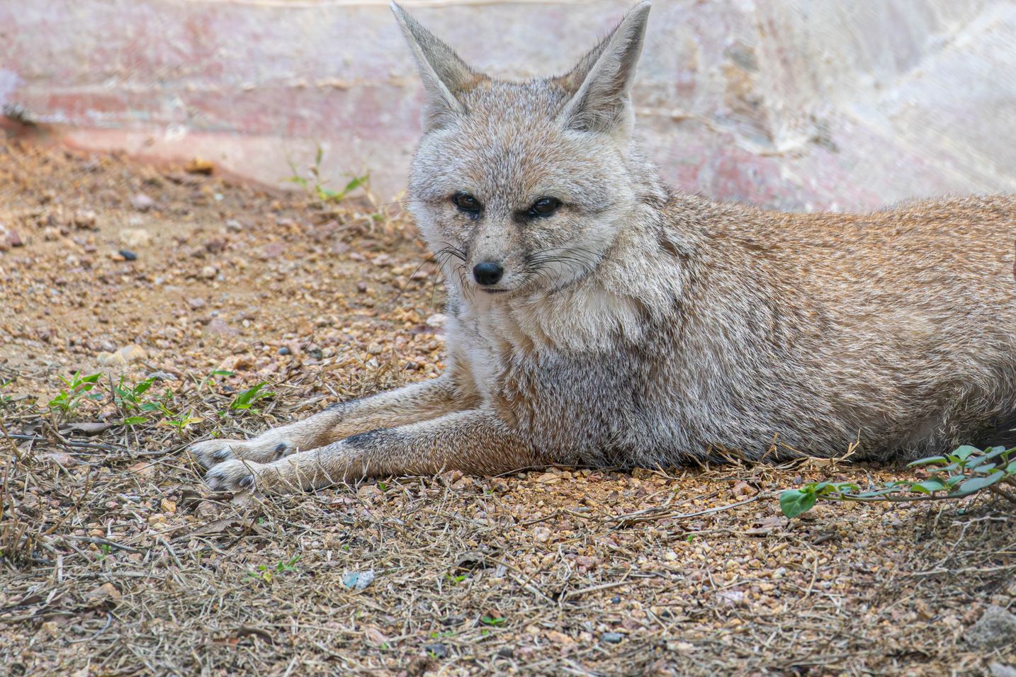 Animals in Chile: Exploring Unique Species and Habitats