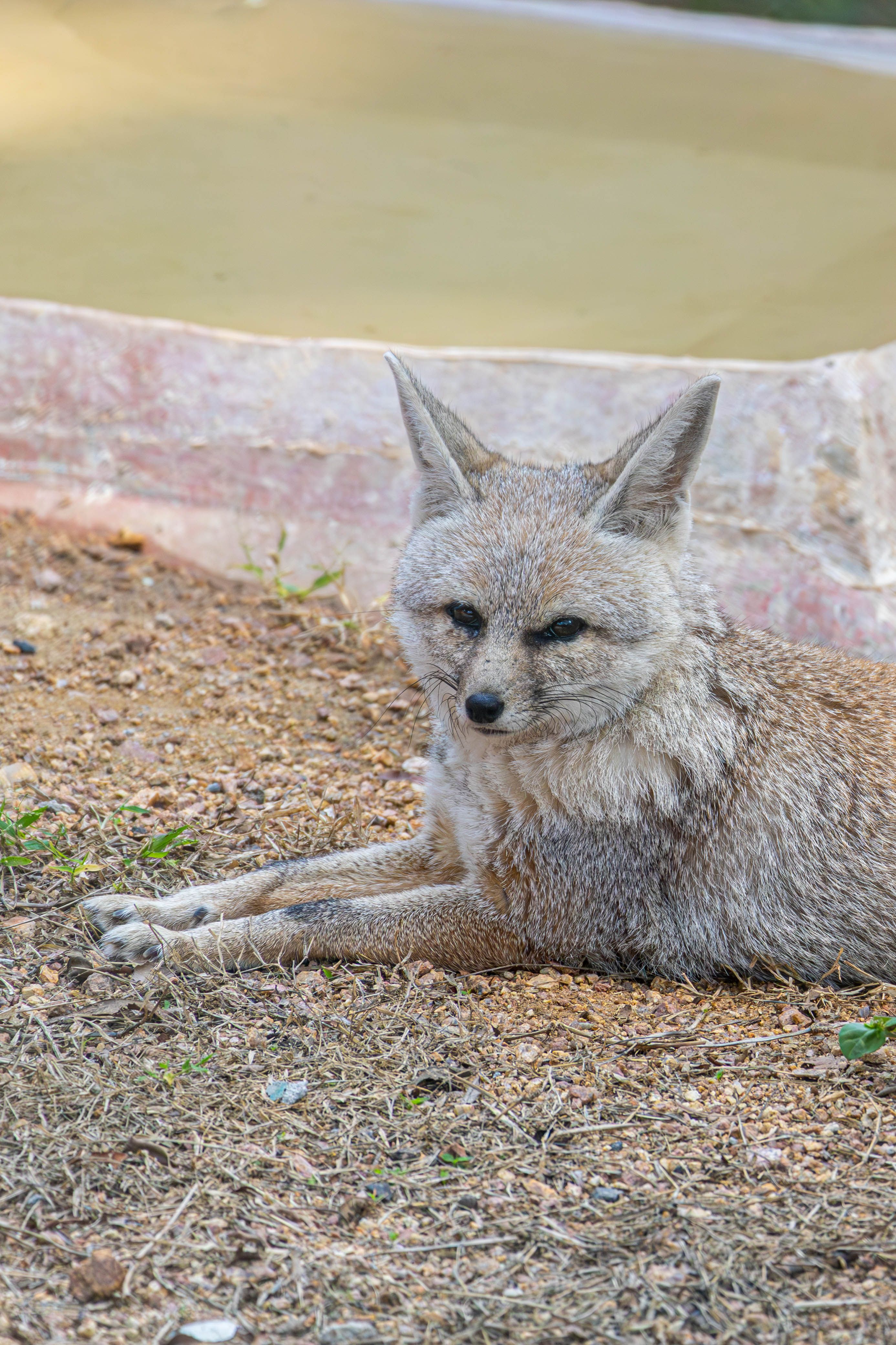 Resting South American Culpeo Fox on Arid Ground · Free Stock Photo