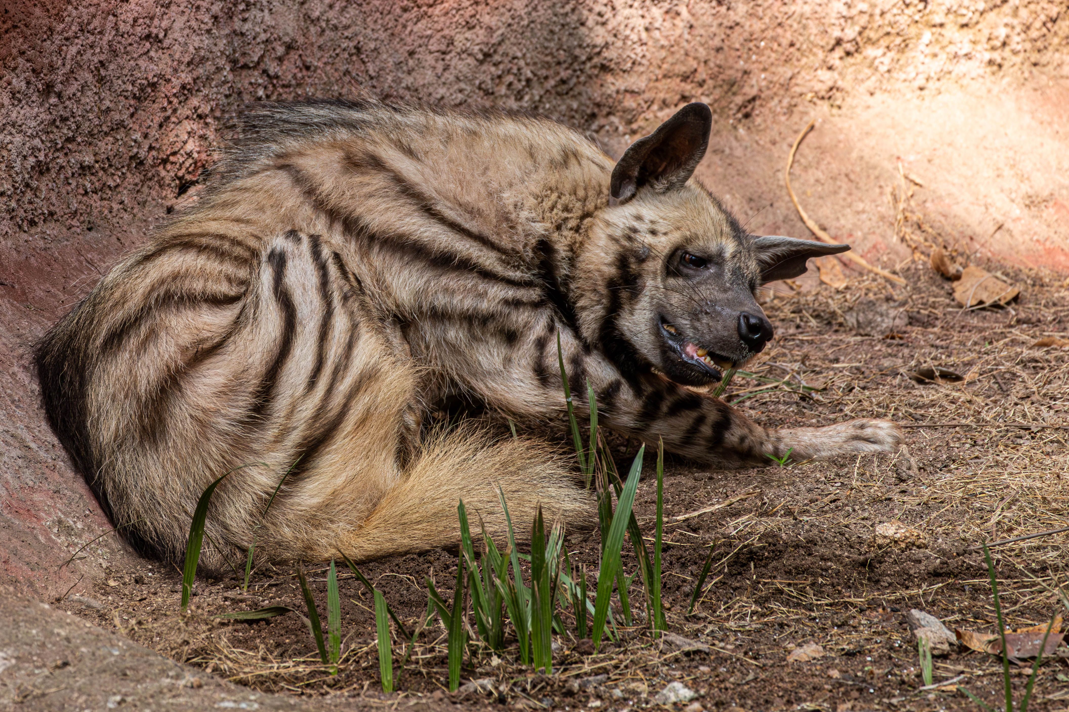 Striped Hyena Resting in Natural Habitat · Free Stock Photo