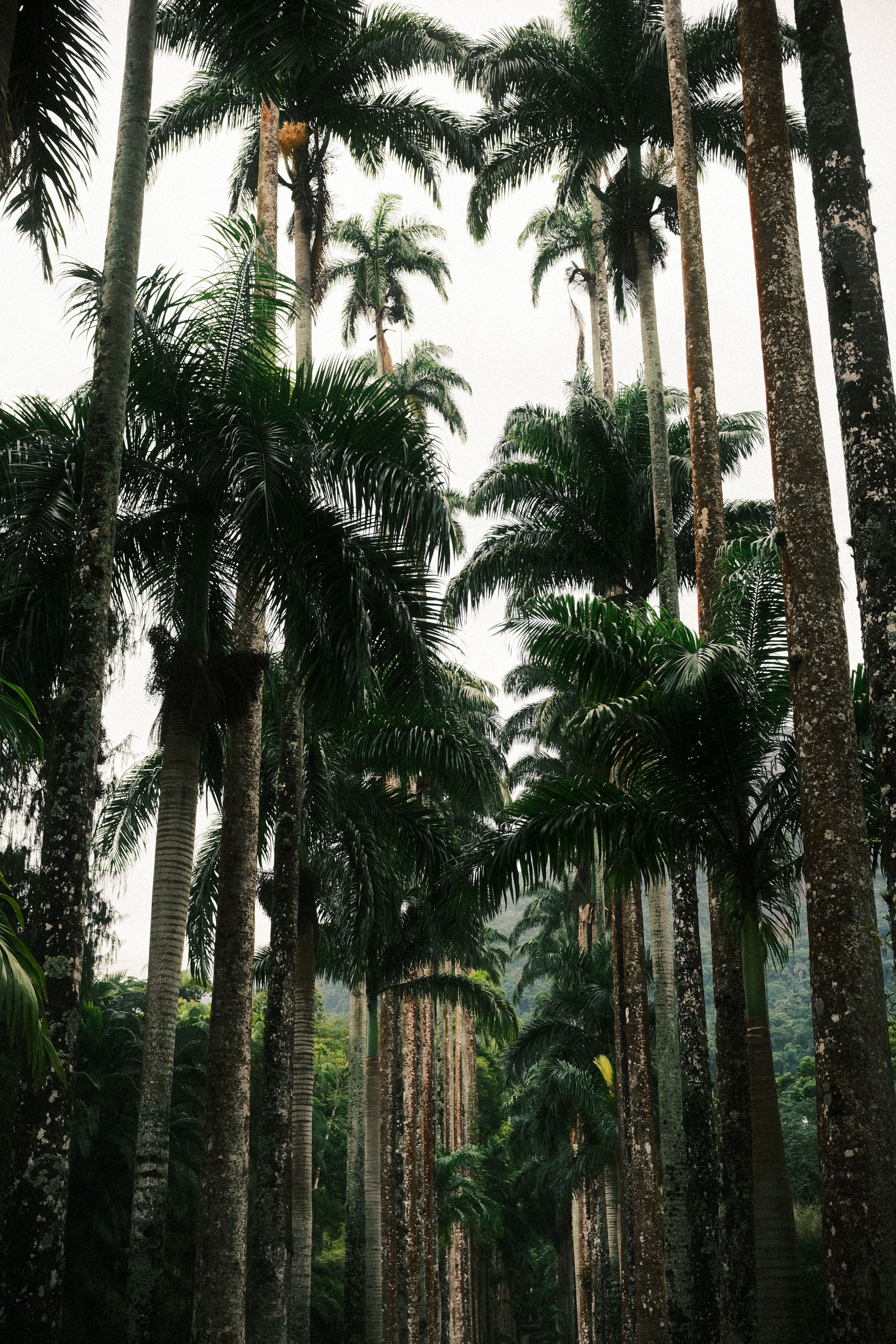 Tall Palm Trees in Brazilian Tropical Forest · Free Stock Photo