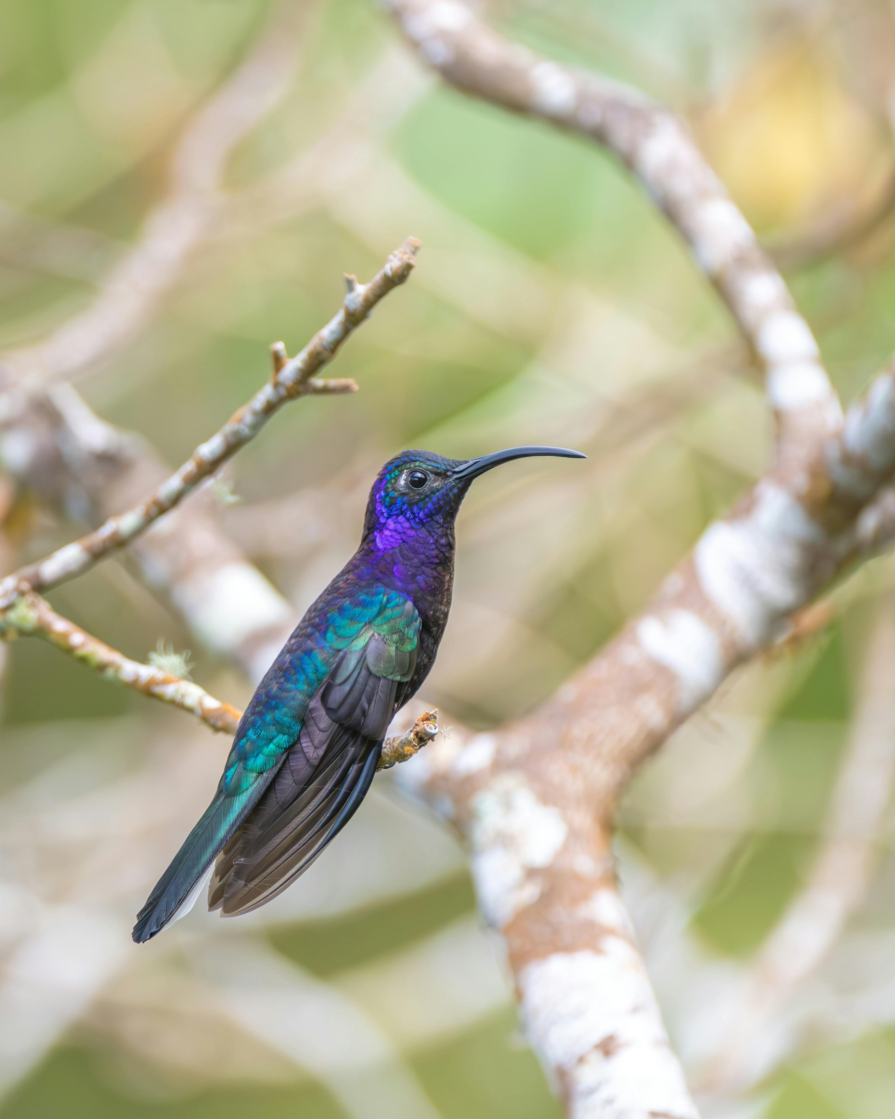 Beautiful Costa Rican Hummingbird on a Branch · Free Stock Photo