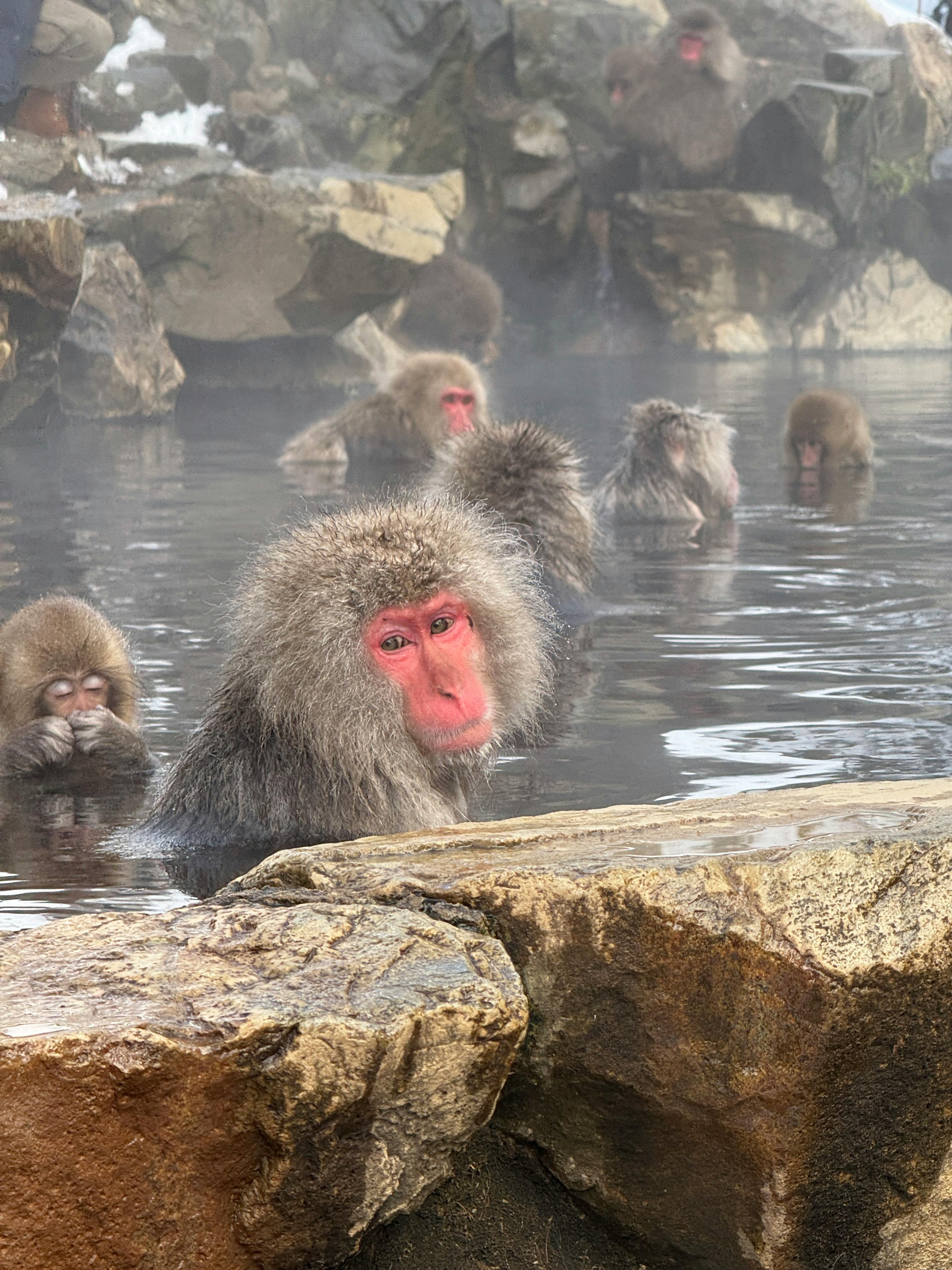 Snow Monkeys Relaxing in Hot Spring in Japan · Free Stock Photo