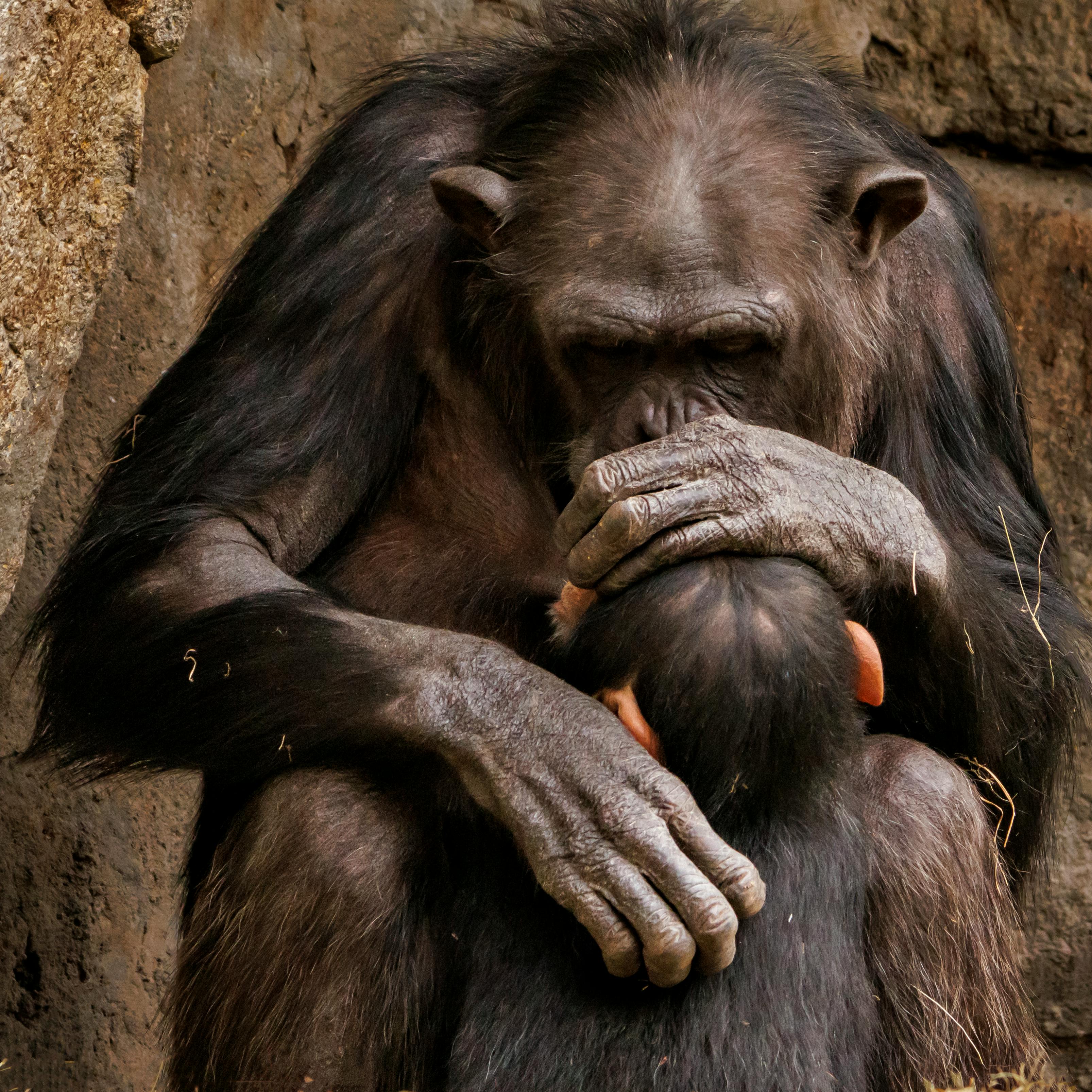 Intimate Moment of Chimpanzee Parent and Offspring · Free Stock Photo